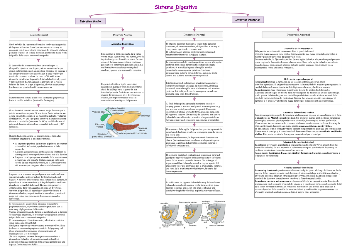 UN MAPA Conceptual DEL Intestino Medio Y Posterior Desarrollo Normal Y ...