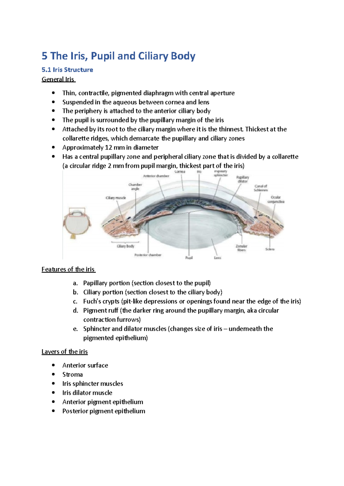 Ocular anatomy lecture 5 - 5 The Iris, Pupil and Ciliary Body 5 Iris ...