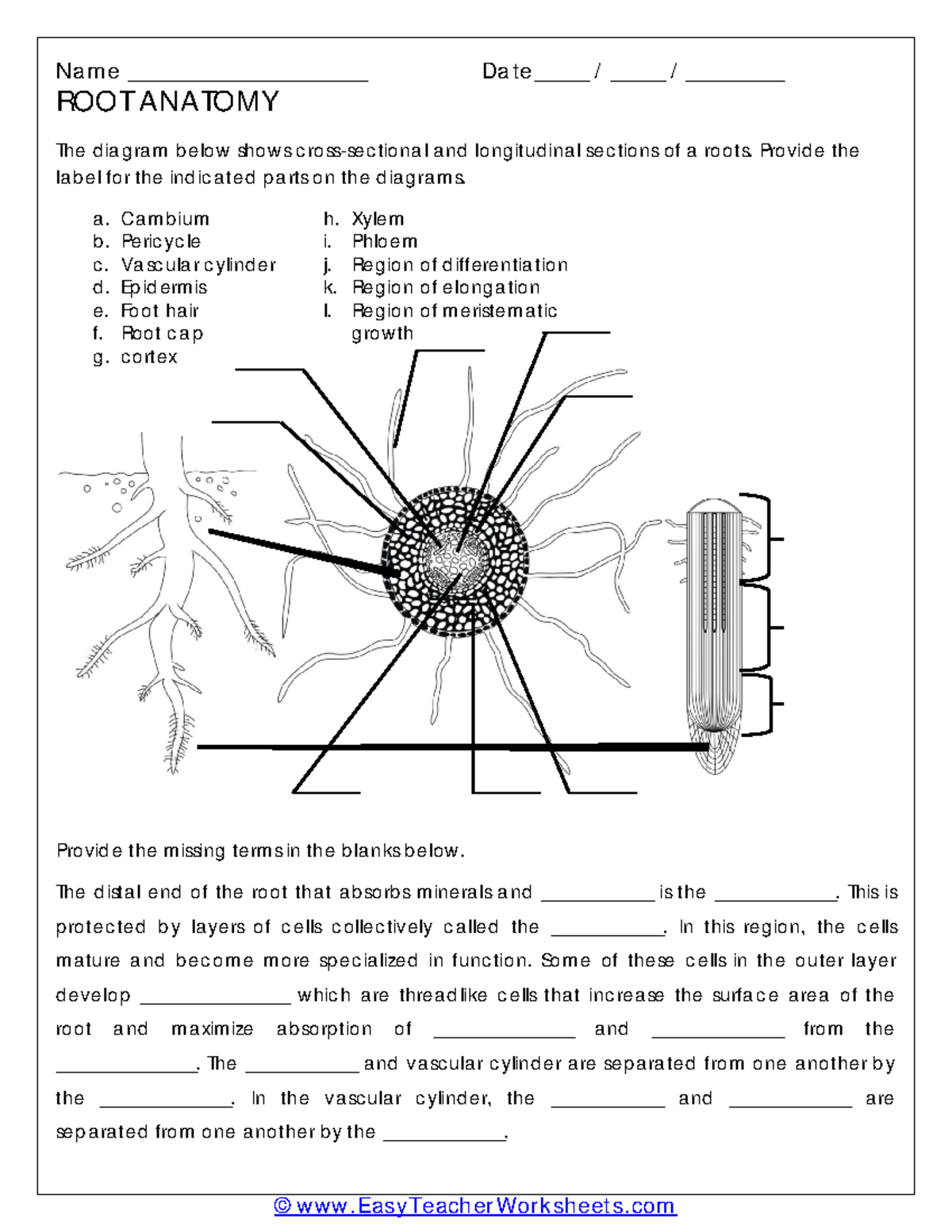 Root diagram - Name ______________________ Date ...