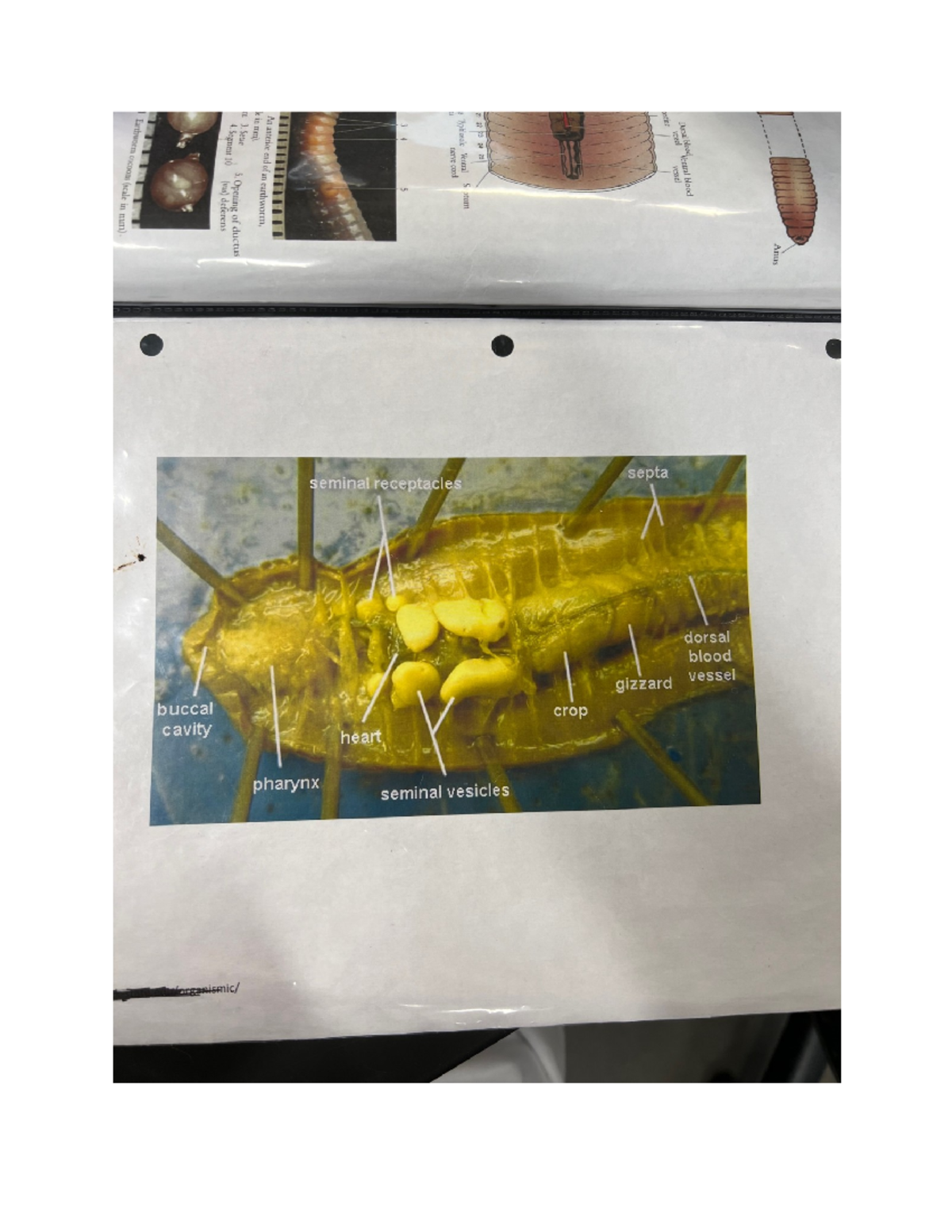 Earthworm Dissection - BIOL14120AAA - Studocu