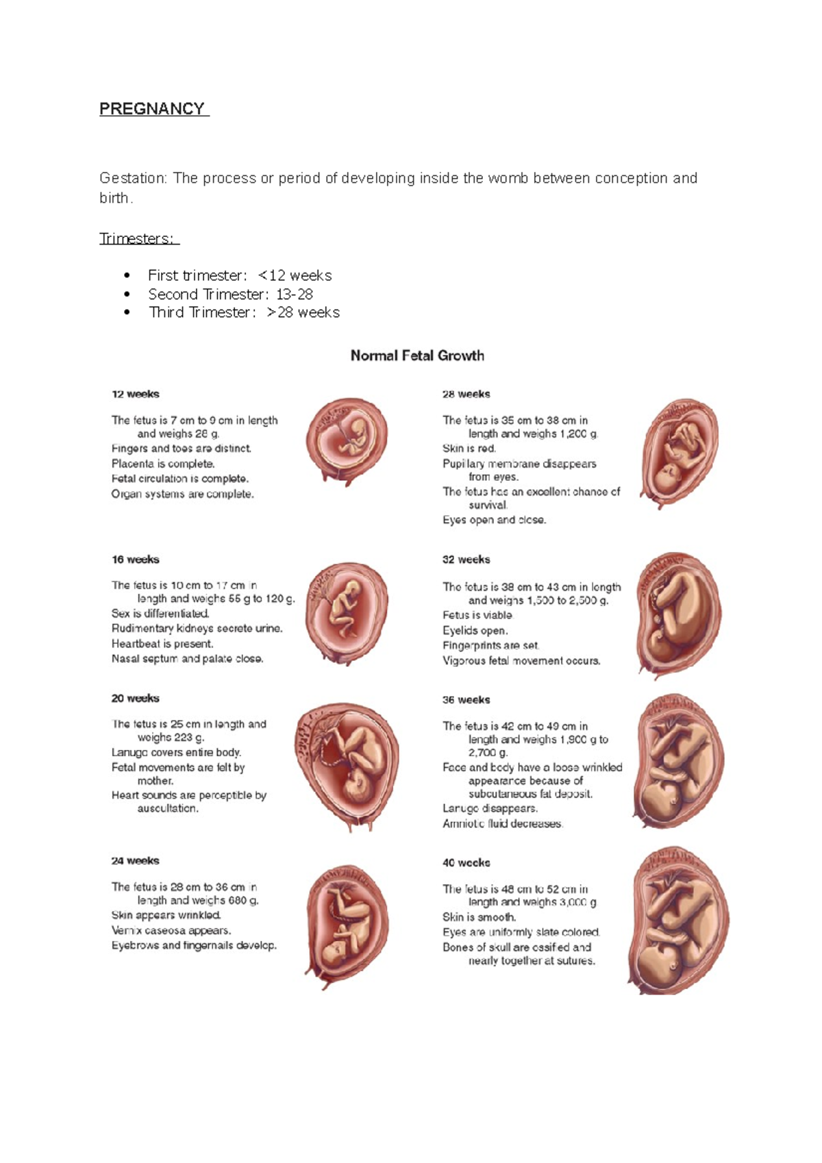 Pregnancy - PREGNANCY Gestation: The process or period of developing ...