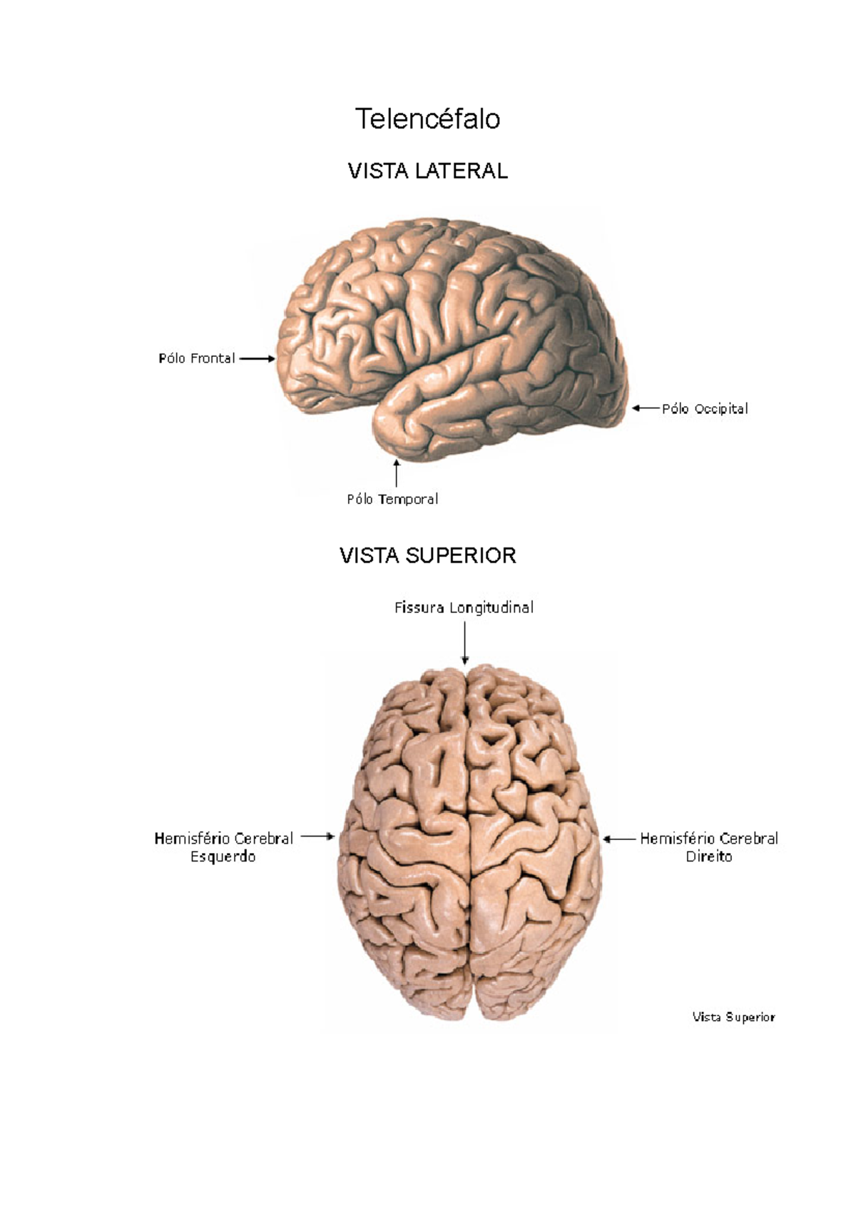 Telencéfalo, anatomia neuro, e suas características - Telencéfalo VISTA ...