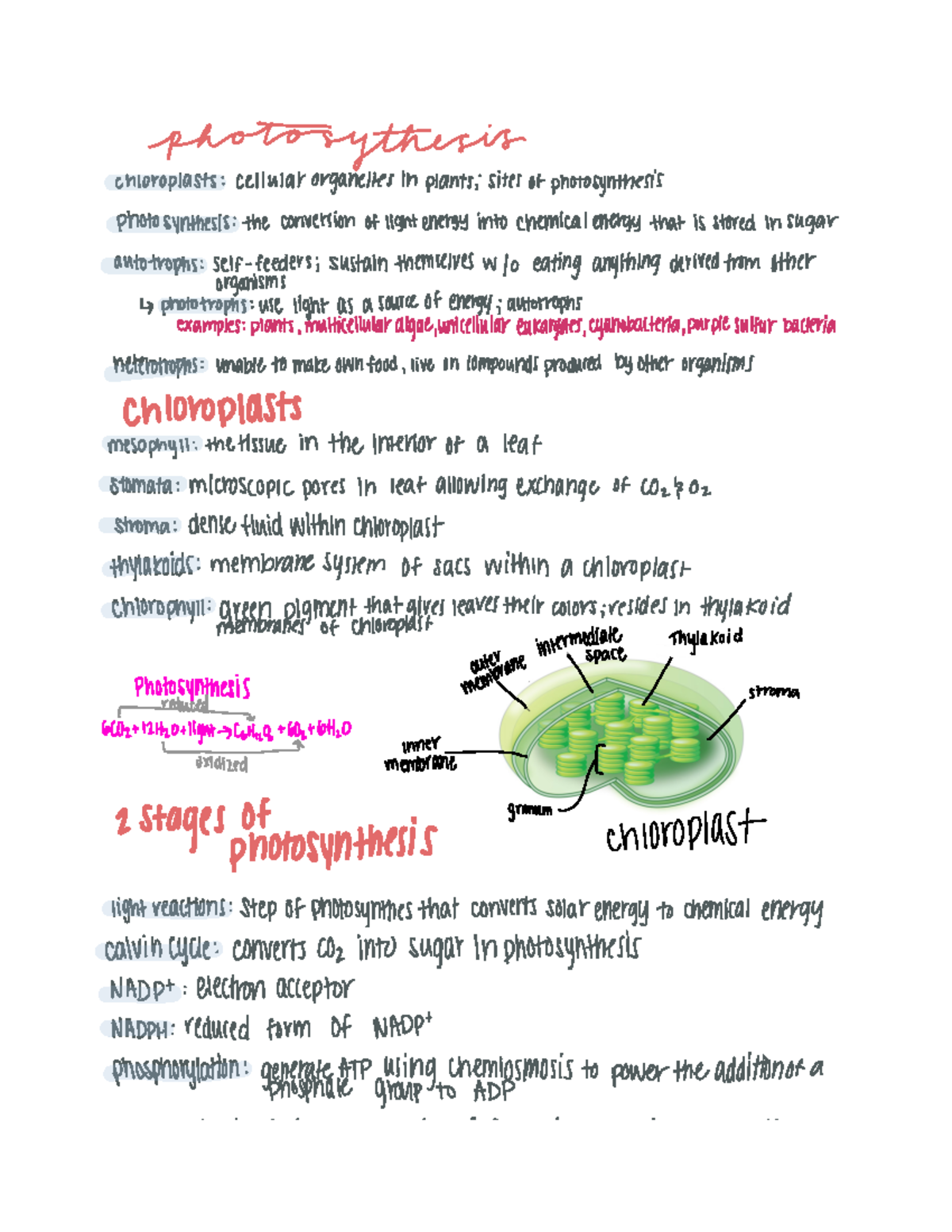 BIO 105 Chapter 10 Notes - photosynthesis chloroplasts cellular ...
