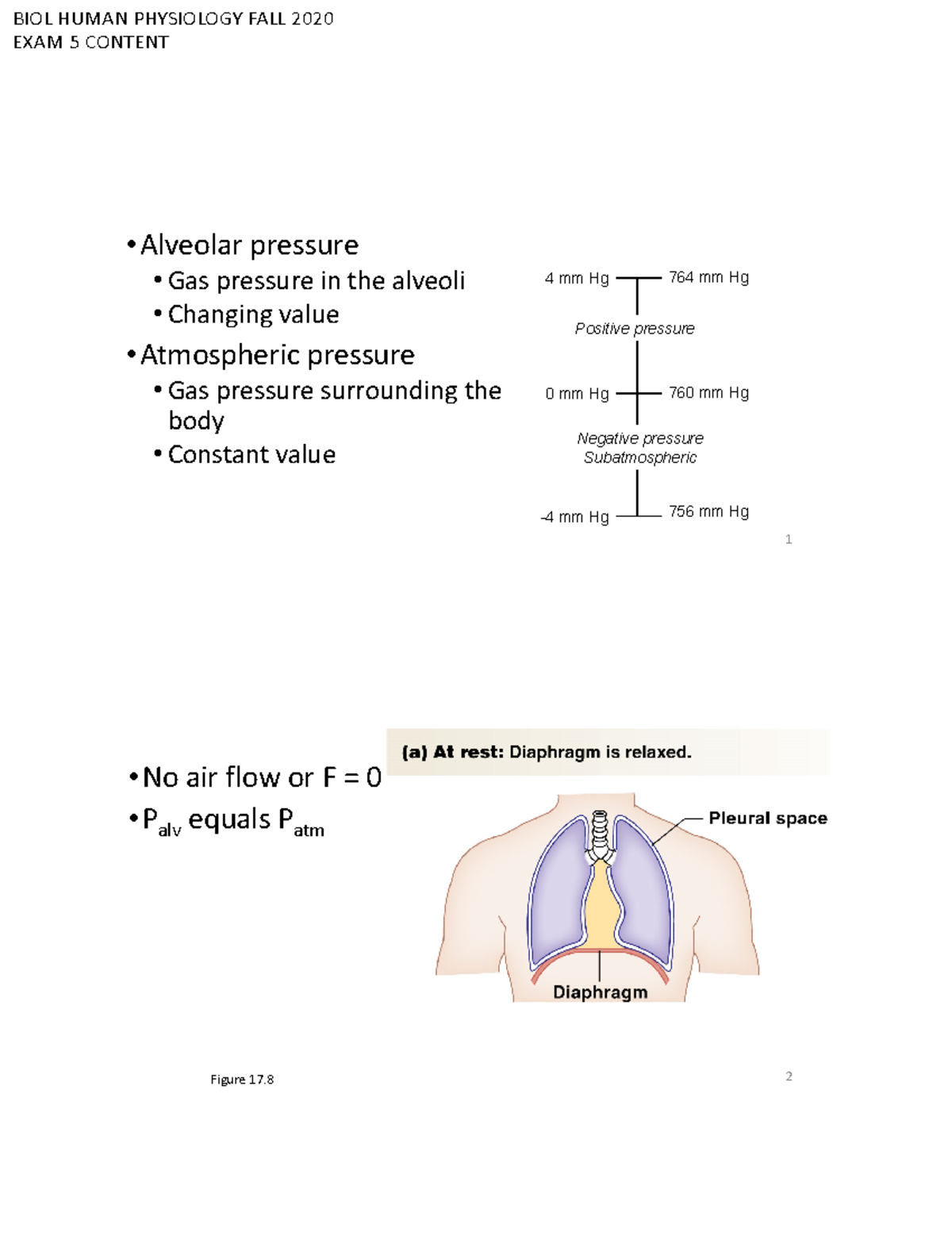 3730 Exam 5 Student Lecture Content F 20 - EXAM 5 CONTENT Alveolar ...
