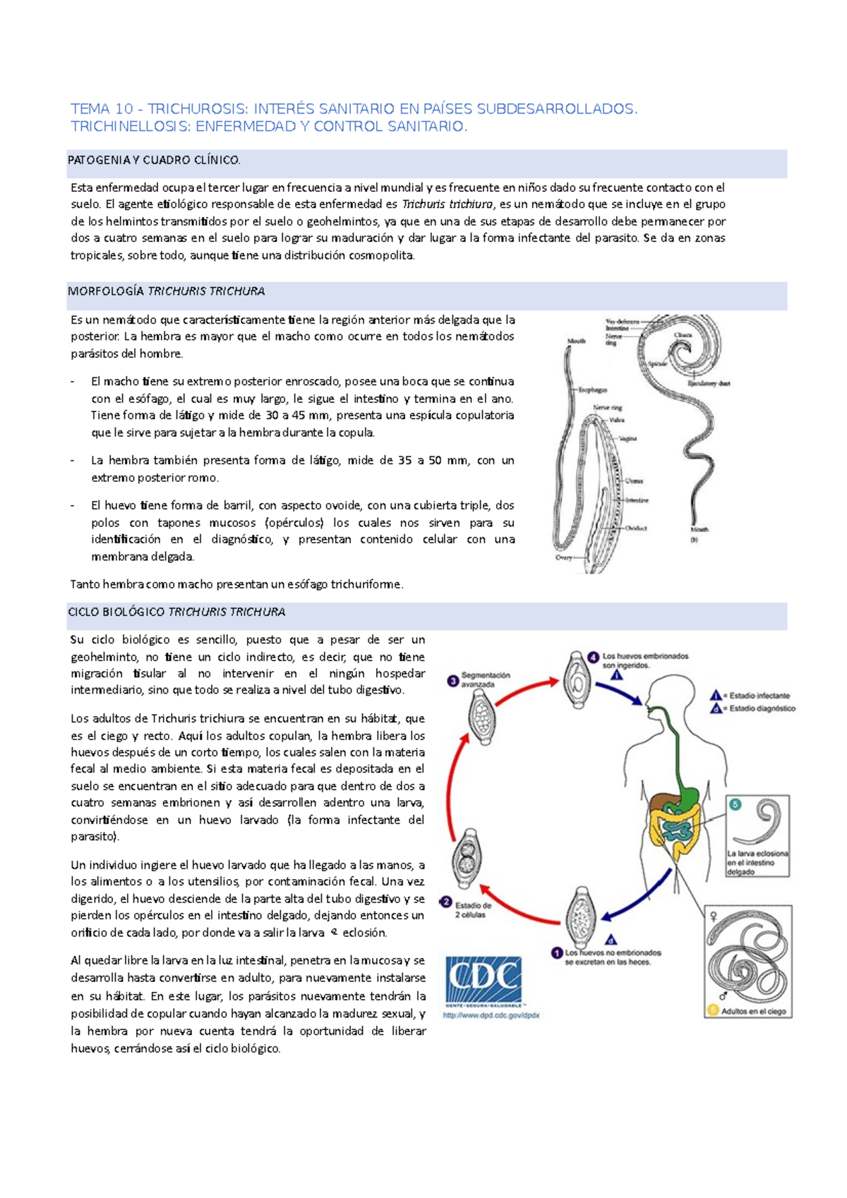 TEMA 10 - parasitología - PATOGENIA Y CUADRO CLÍNICO. MORFOLOGÍA ...