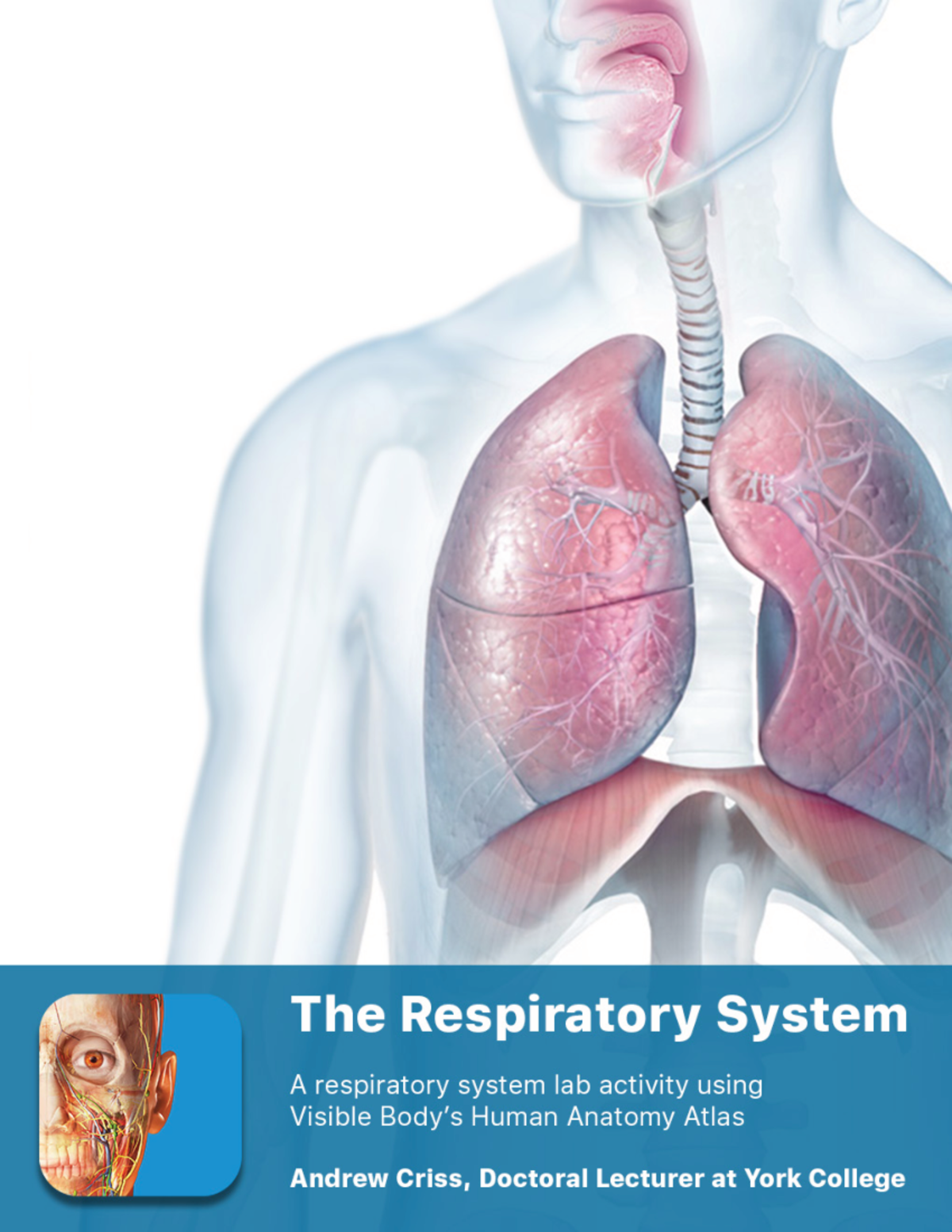 Lab Activity - Respiratory System - PRE!LAB EXERCISES Open the Human ...