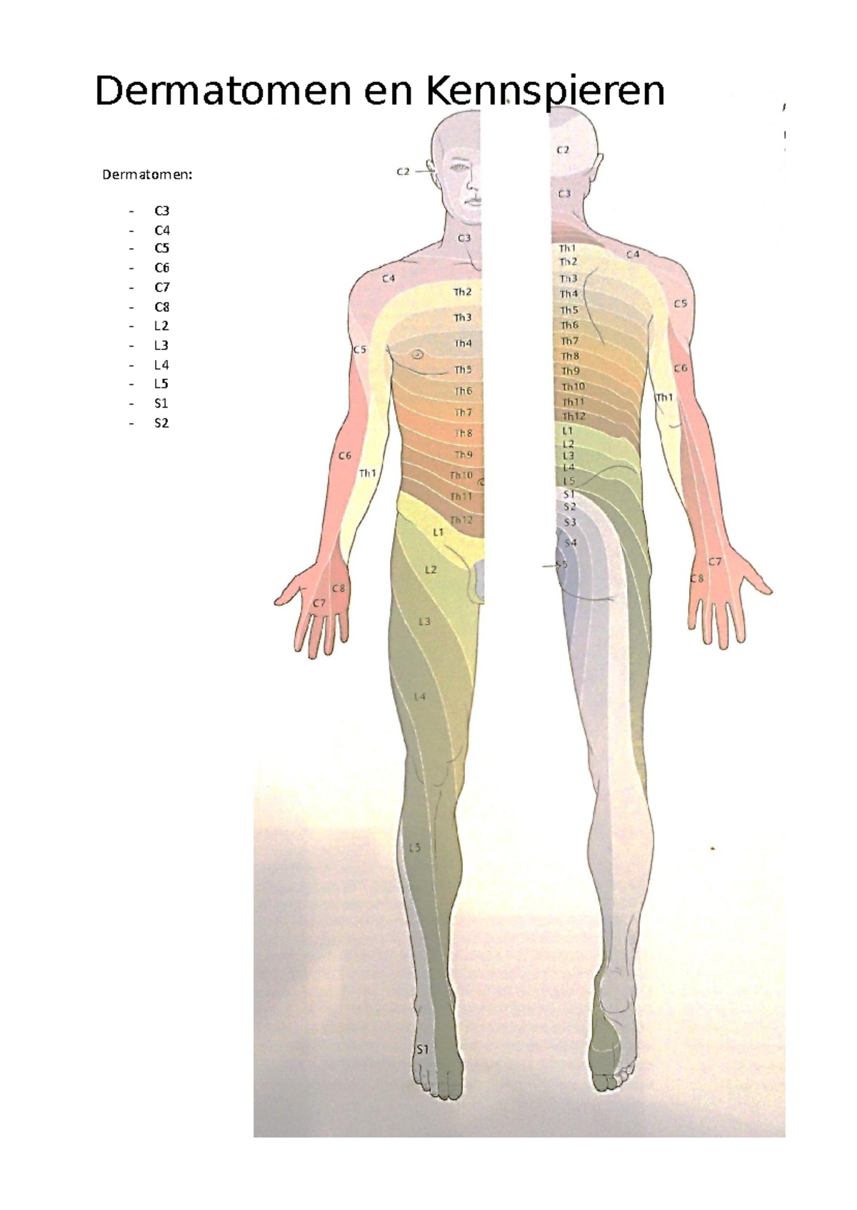 Dermatomen en Kennspieren - Dermatomen en Kennspieren Dermatomen: - C3 ...