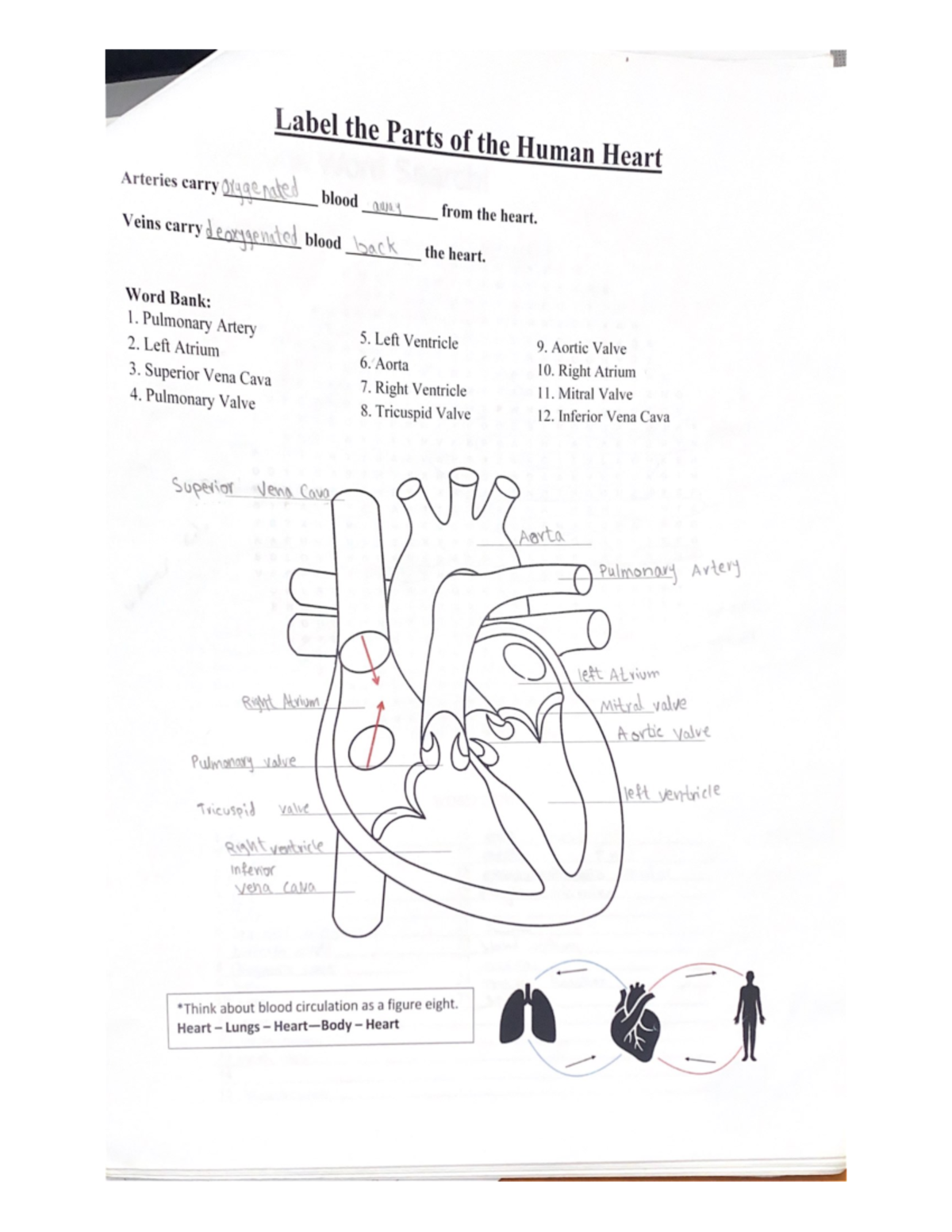 Phlebo Notes 2 - MEDA 100 - Studocu