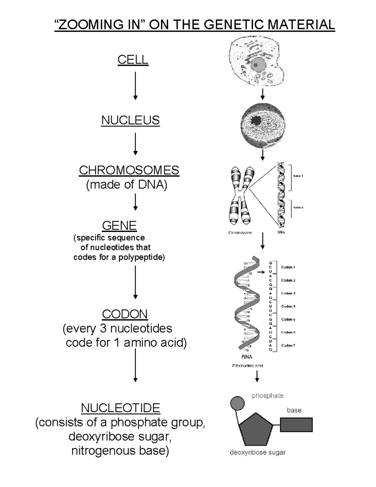 2023 GENE Expression - “ZOOMING IN” ON THE GENETIC MATERIAL CELL ...