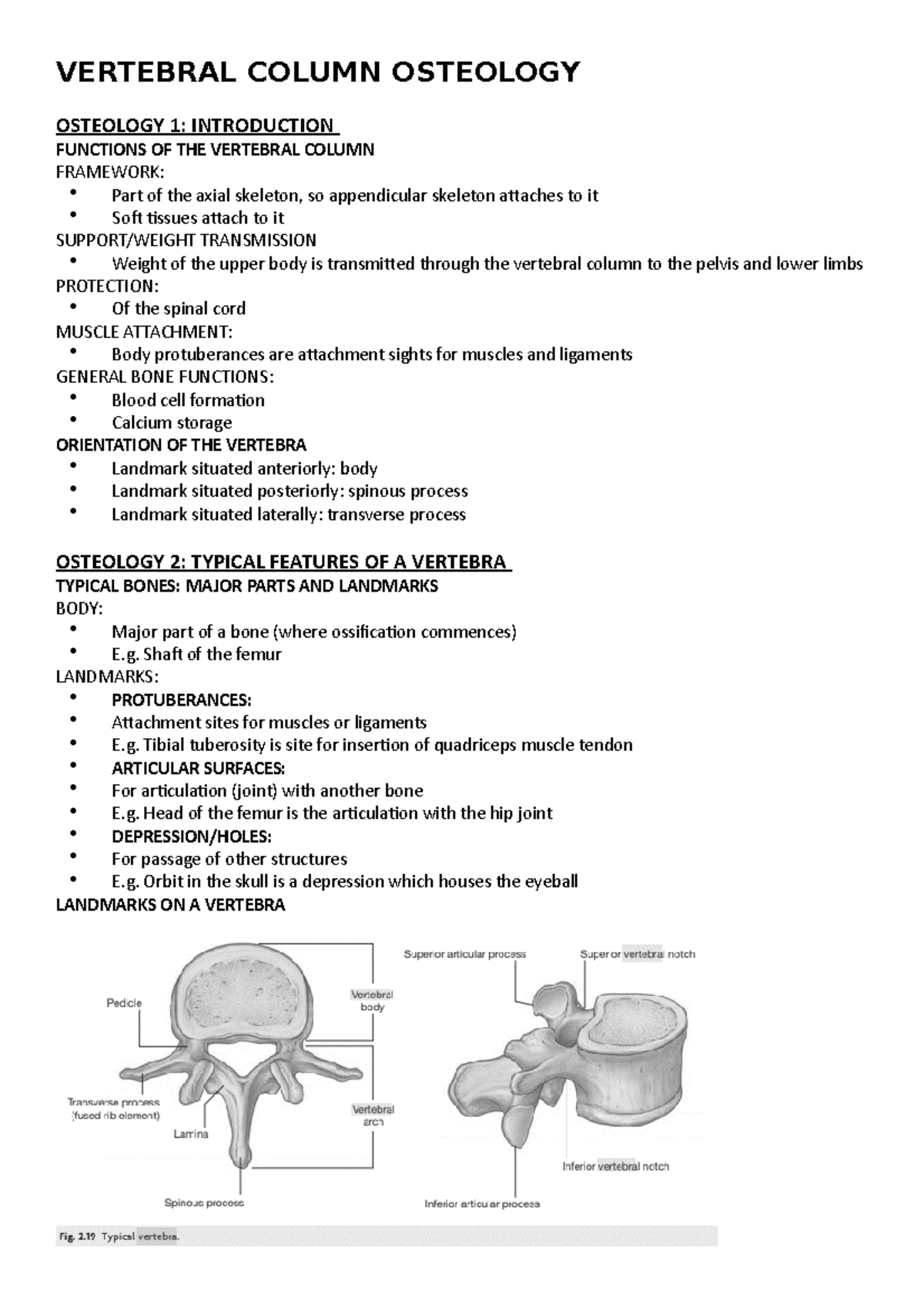 Vertebral Column Notes - VERTEBRAL COLUMN OSTEOLOGY OSTEOLOGY 1 ...