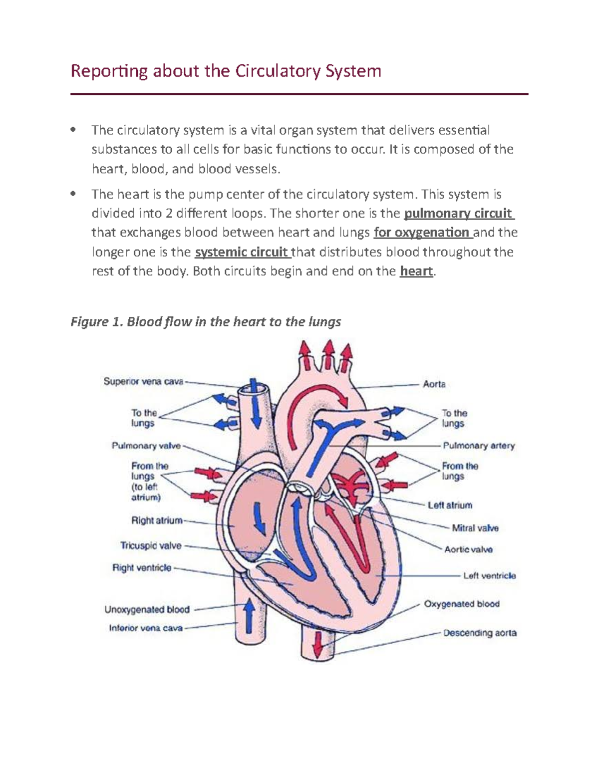 The-circulatory-system - Reporting about the Circulatory System The ...
