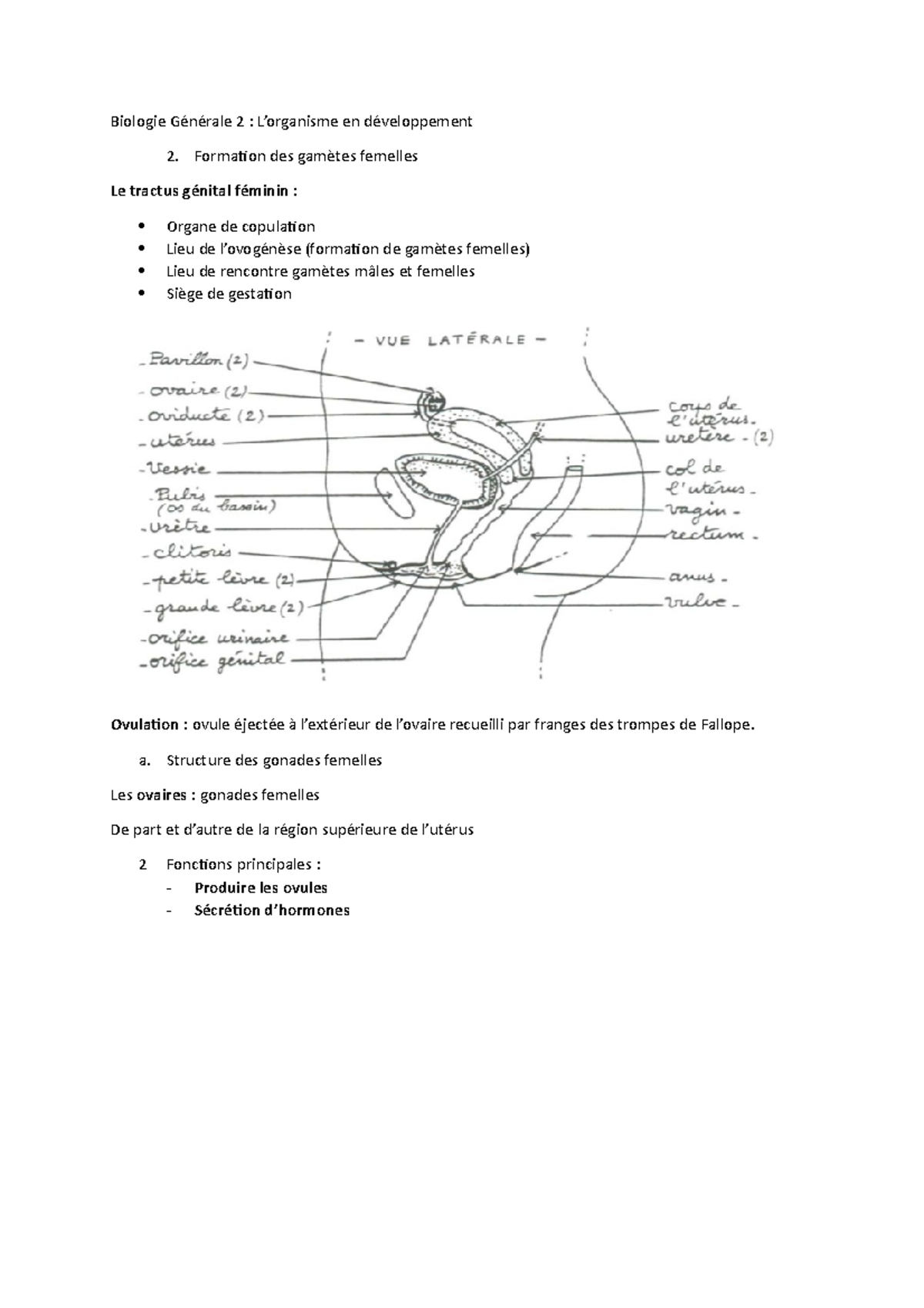 Biologie - a. Structure des gonades femelles Les ovaires : gonades ...