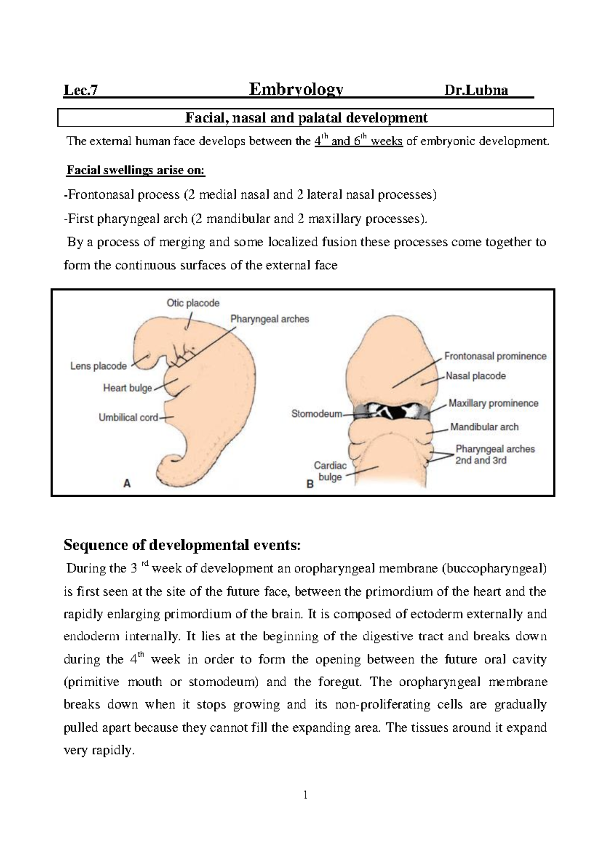 Facial development - Embryology - 1 Lec Embryology Dr Facial, nasal and ...