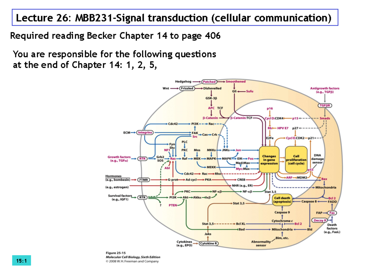 Lect 26 Mbb231 Signal Transduction Part1 - Lecture 26: MBB231-Signal transduction (cellular ...