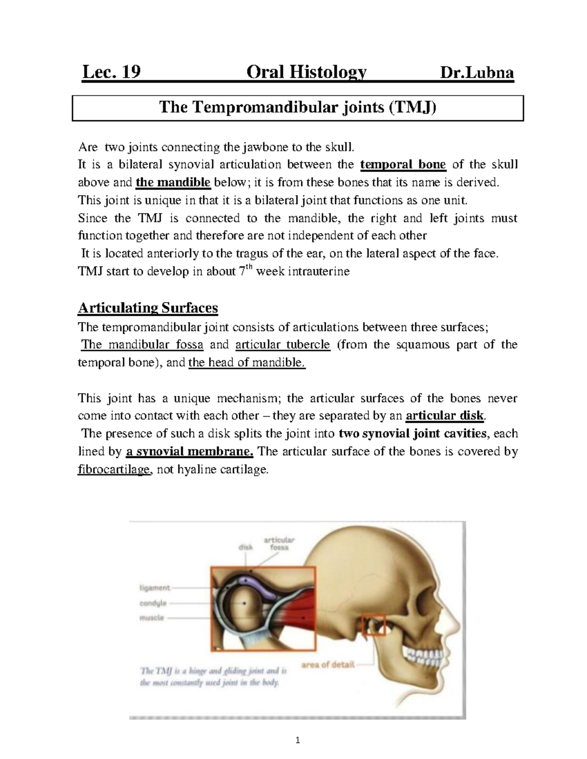 Temporomandibular joint - Lec. 19 Oral Histology Dr The ...