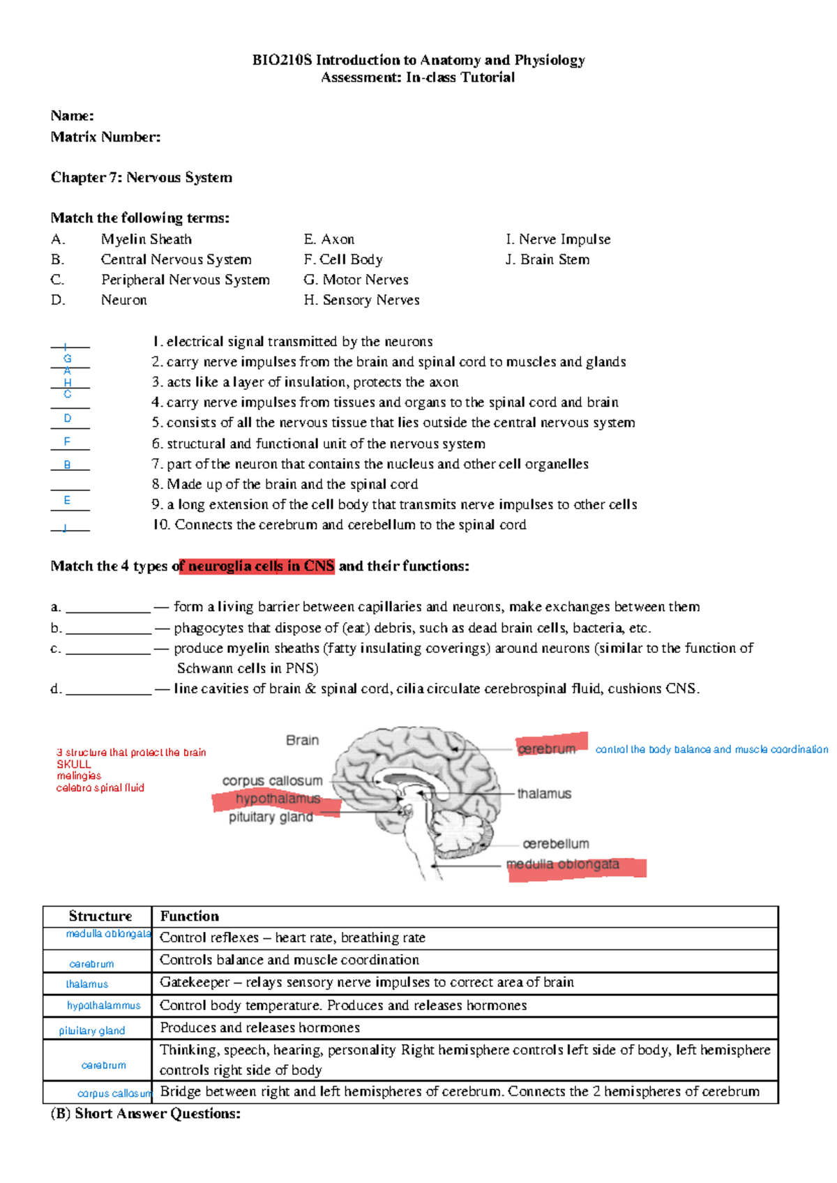 BIO210S Worksheets Nervous System - BIO210S Introduction to Anatomy and ...