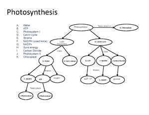 Exam 2 study guide - Exam 2 review - Exam II Study Guide Biology 1406 ...