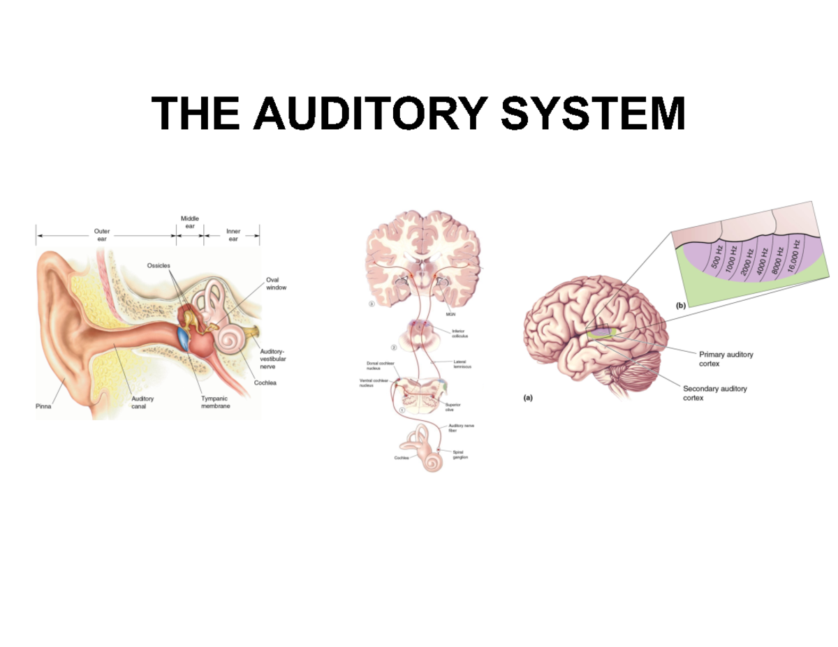 Auditory System - THE AUDITORY SYSTEM Audible variations in air ...
