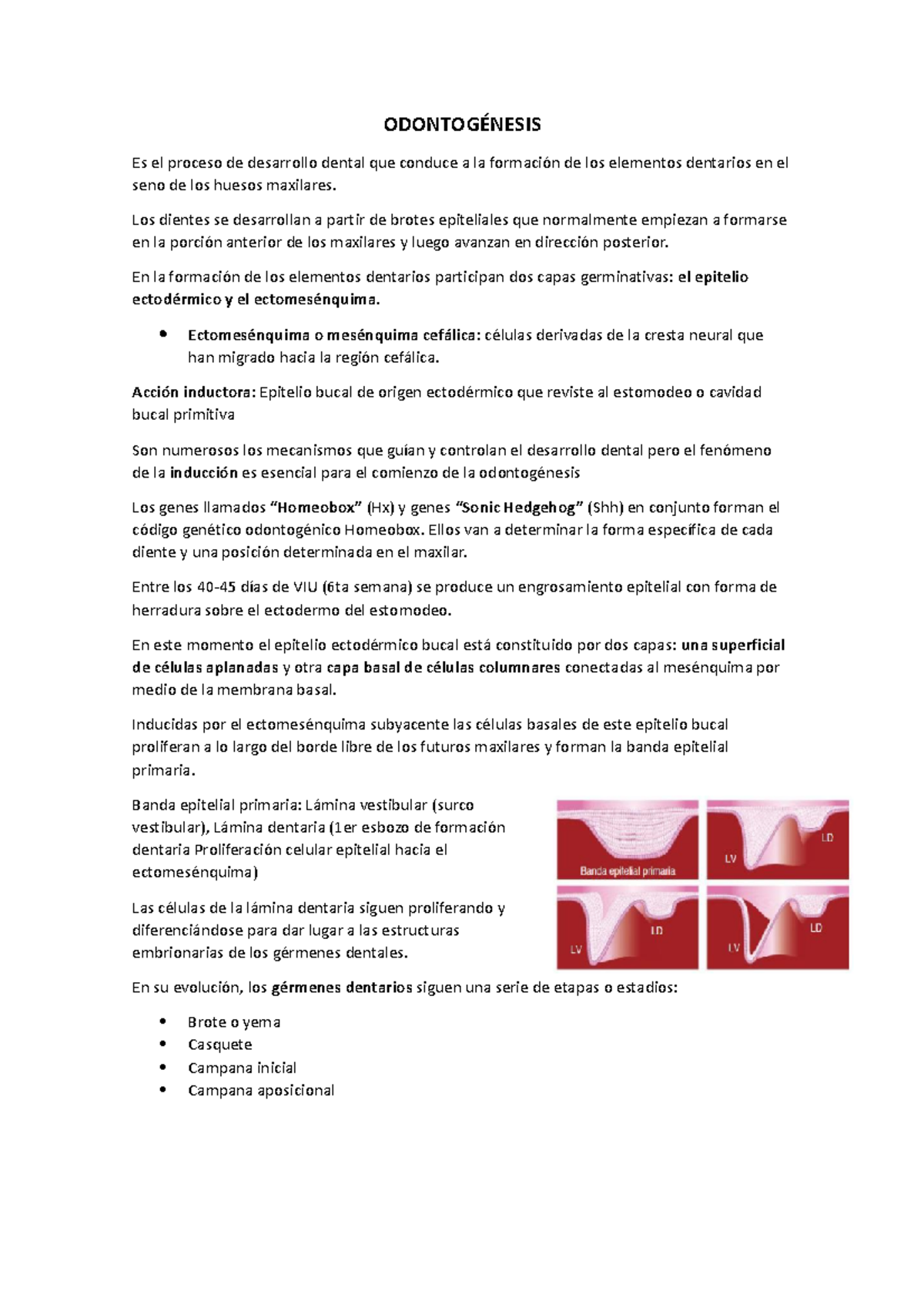 Odontogénesis - Resumen Histología y Embriología - ODONTOGÉNESIS Es el ...