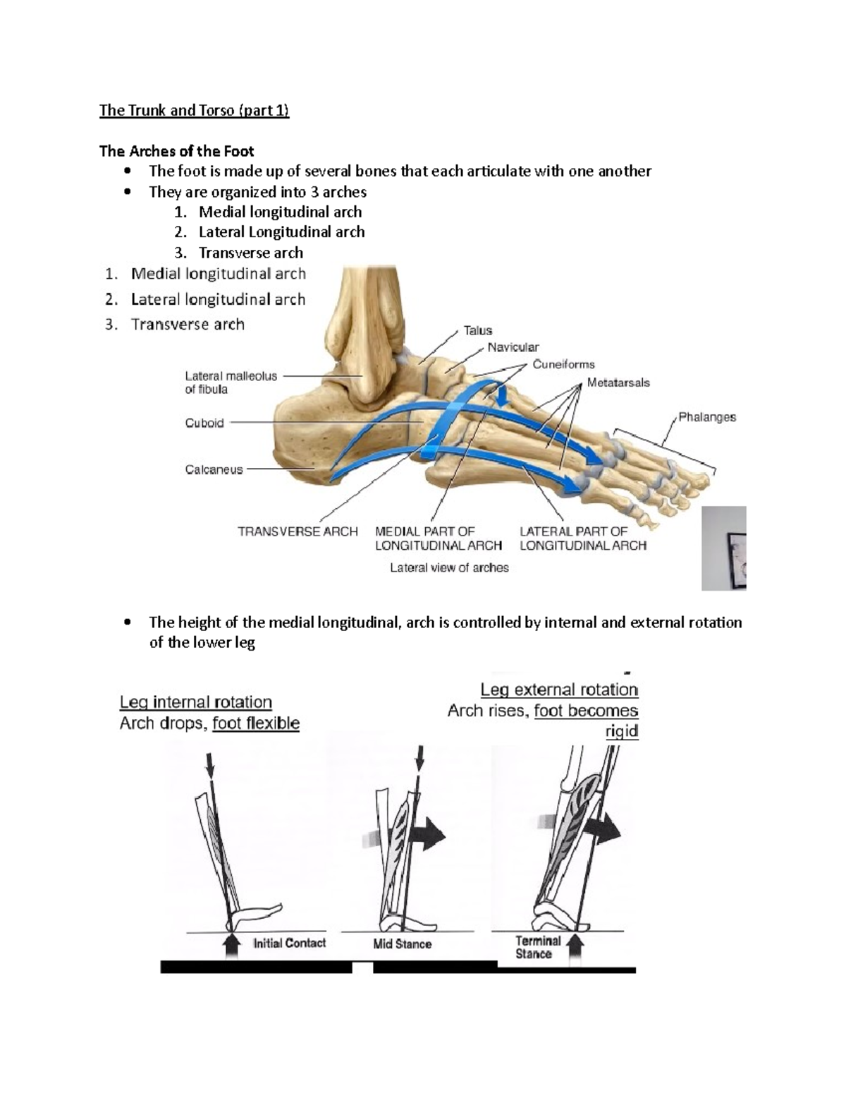 The Trunk and Torso - lecture 7 - The Trunk and Torso (part 1) The ...