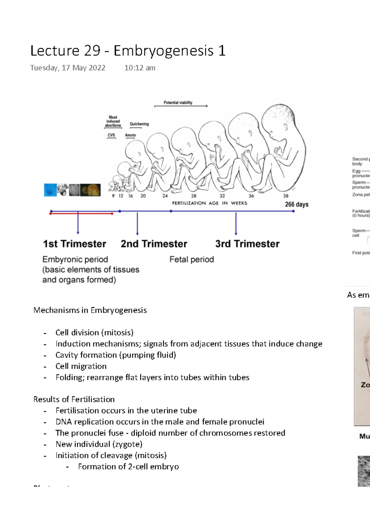Lecture 29 - Embryogenesis 1 - Mechanisms in Embryogenesis Cell ...
