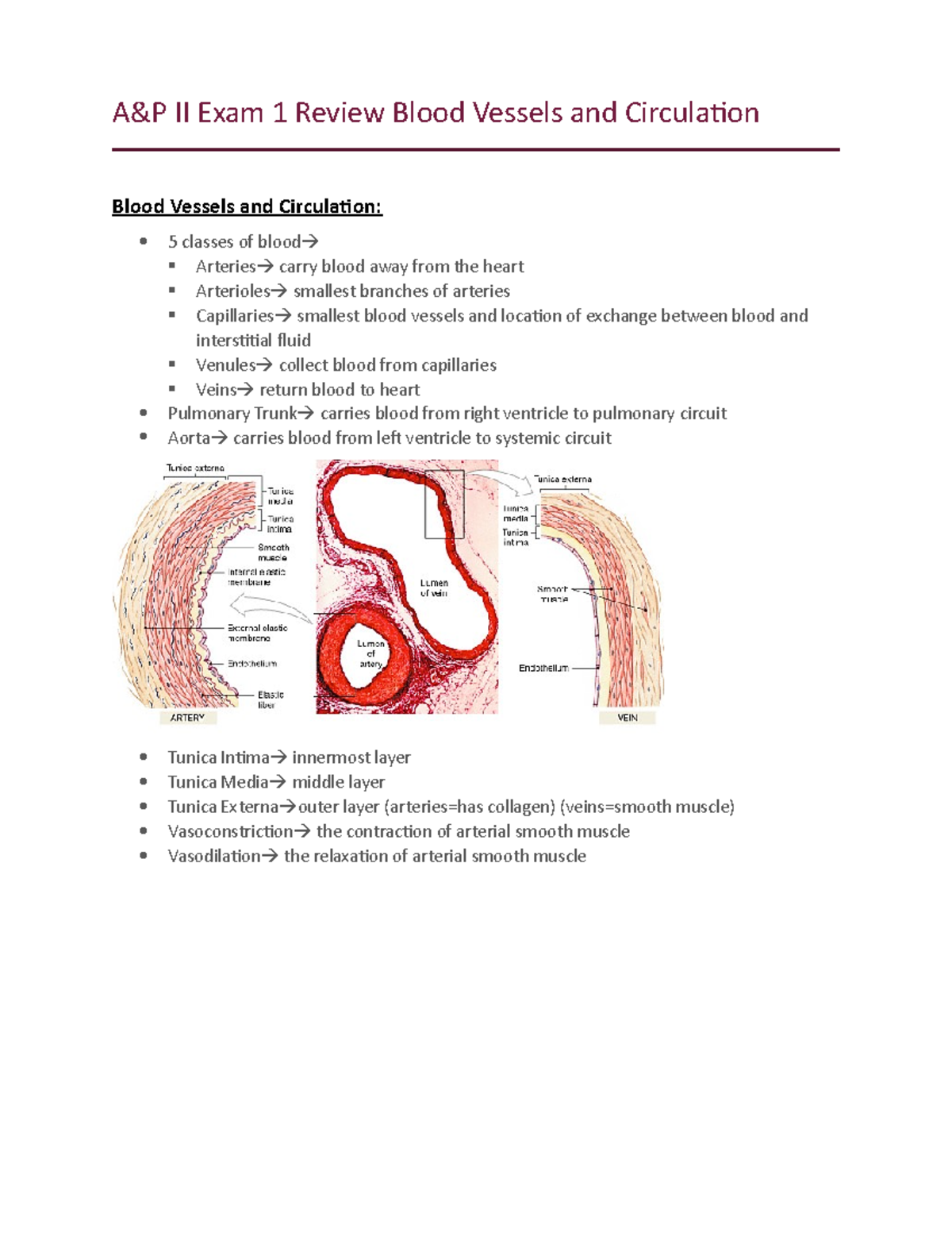 A&P II Exam 1 Review Blood Vessels and Circulation - It blocks blood ...