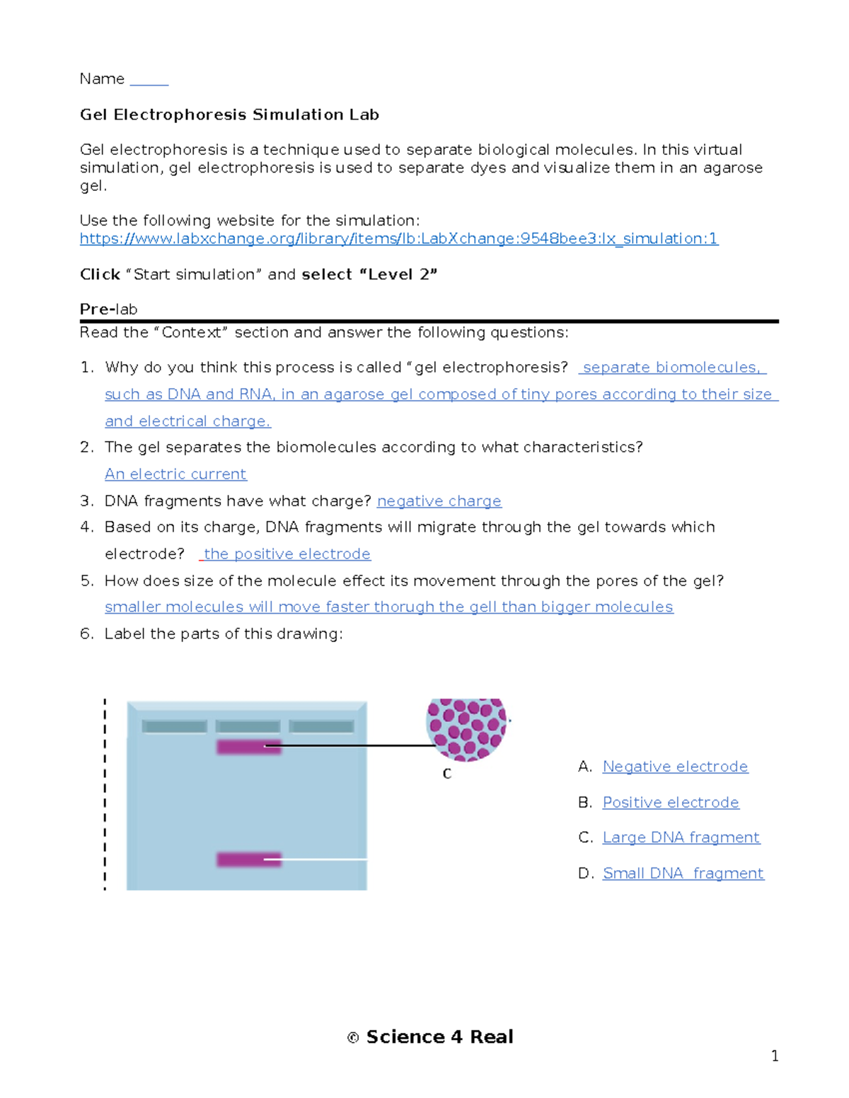 Sdsds - sdsd - Name Gel Electrophoresis Simulation Lab Gel ...