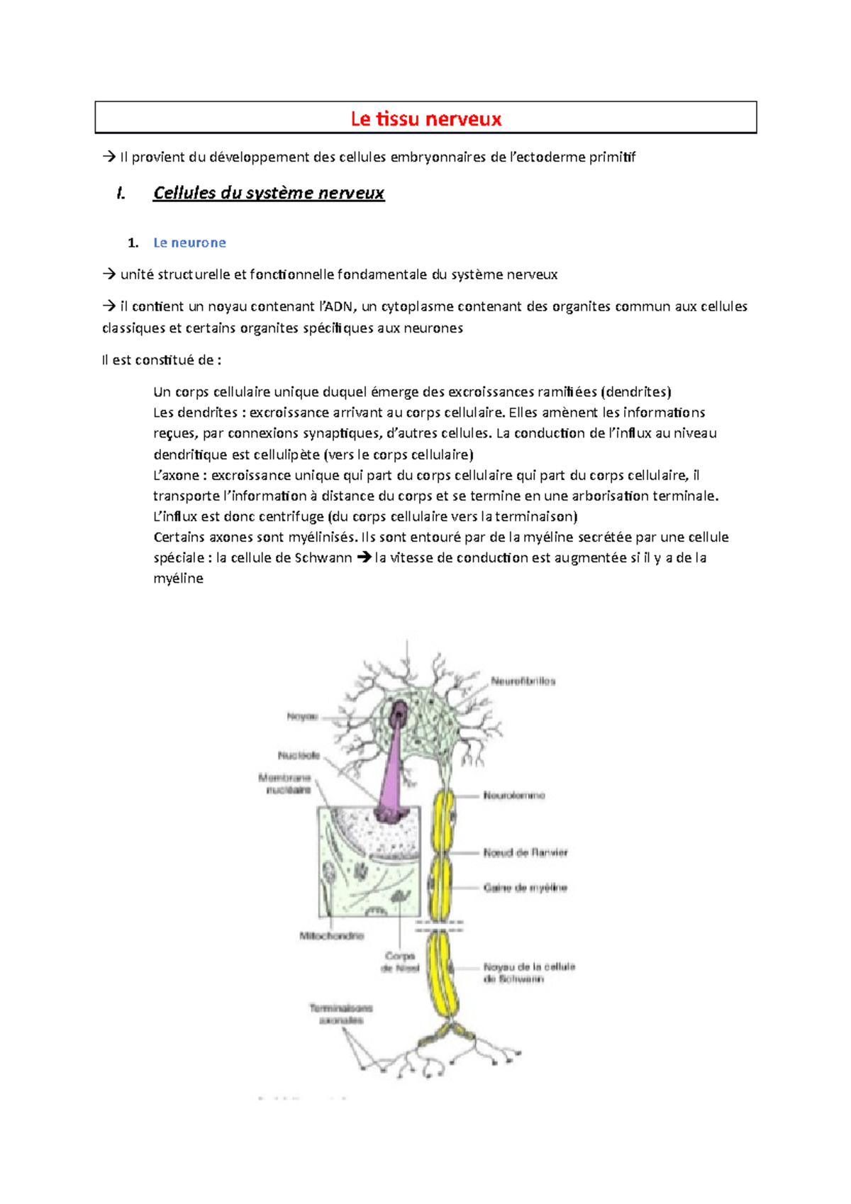 Le tissu nerveux - Le tissu nerveux Il provient du développement des ...