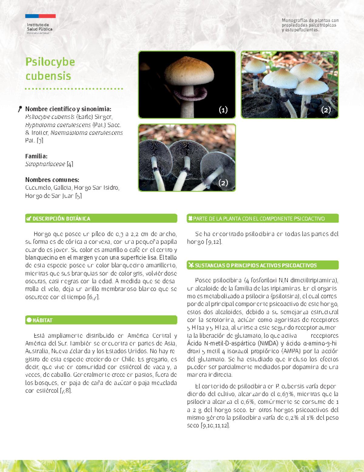 Psilocybe-cubensis-22022023 A - Instituto de Salud PúblicaMinisterio de ...