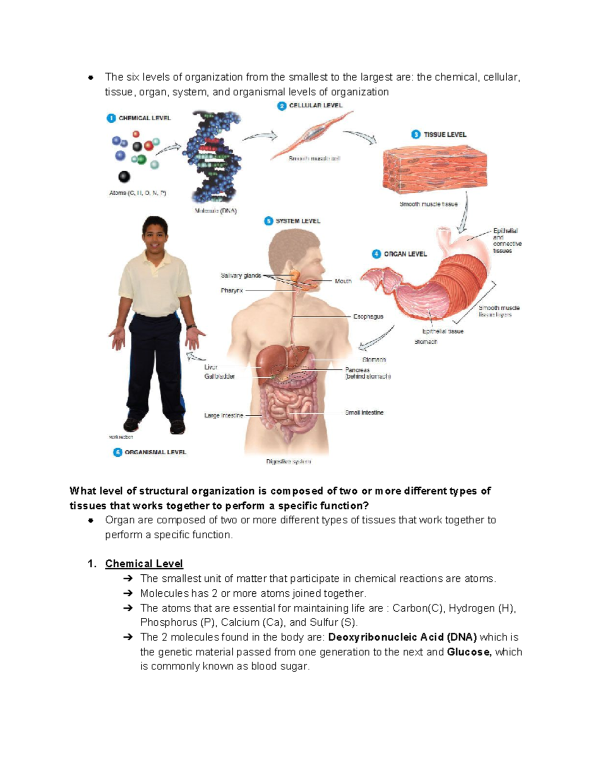 Introduction to the Human Body - The six levels of organization from ...