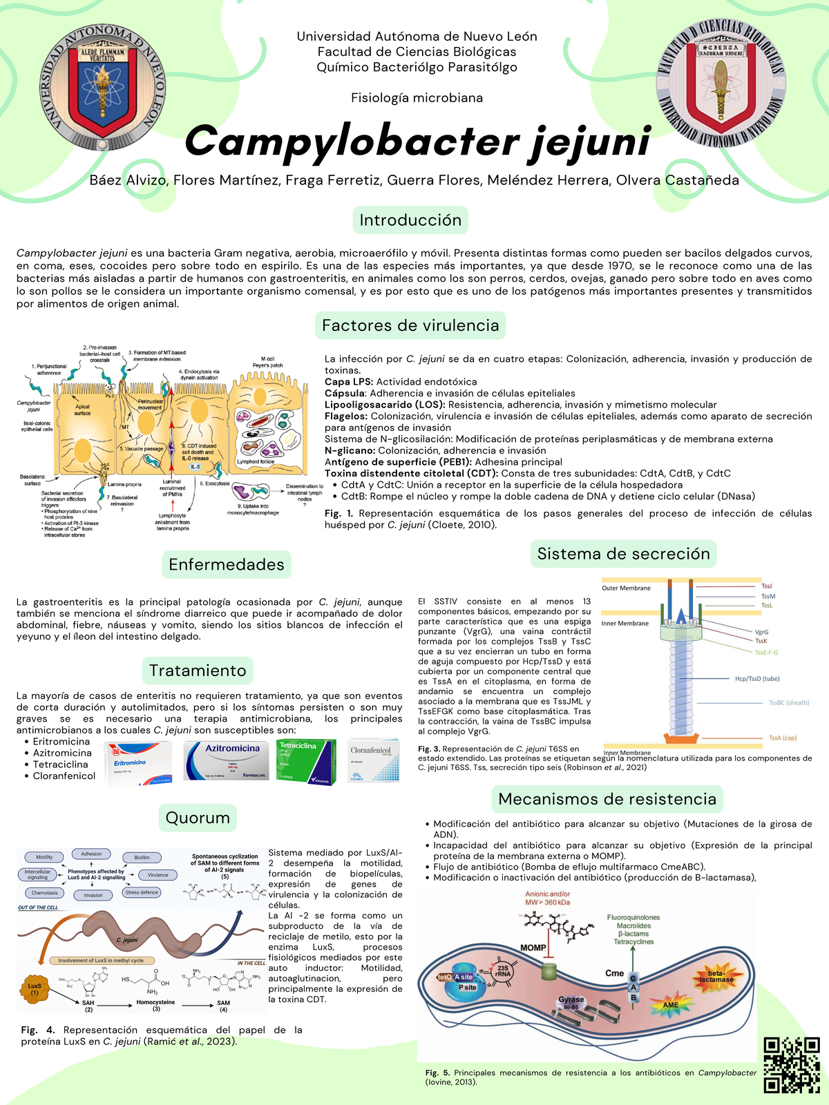 Póster microbiana-Campylobacter jejuni - Tratamiento Eritromicina ...