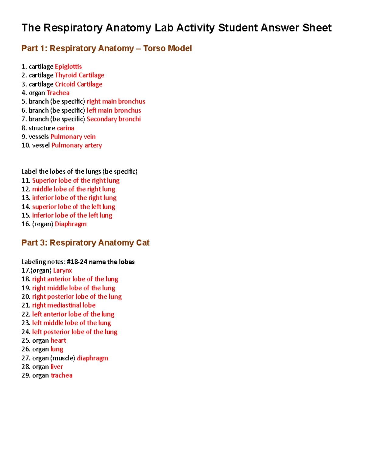 Respiratory Anatomy Lab Activity Student Answer Sheet (2) - Superior ...