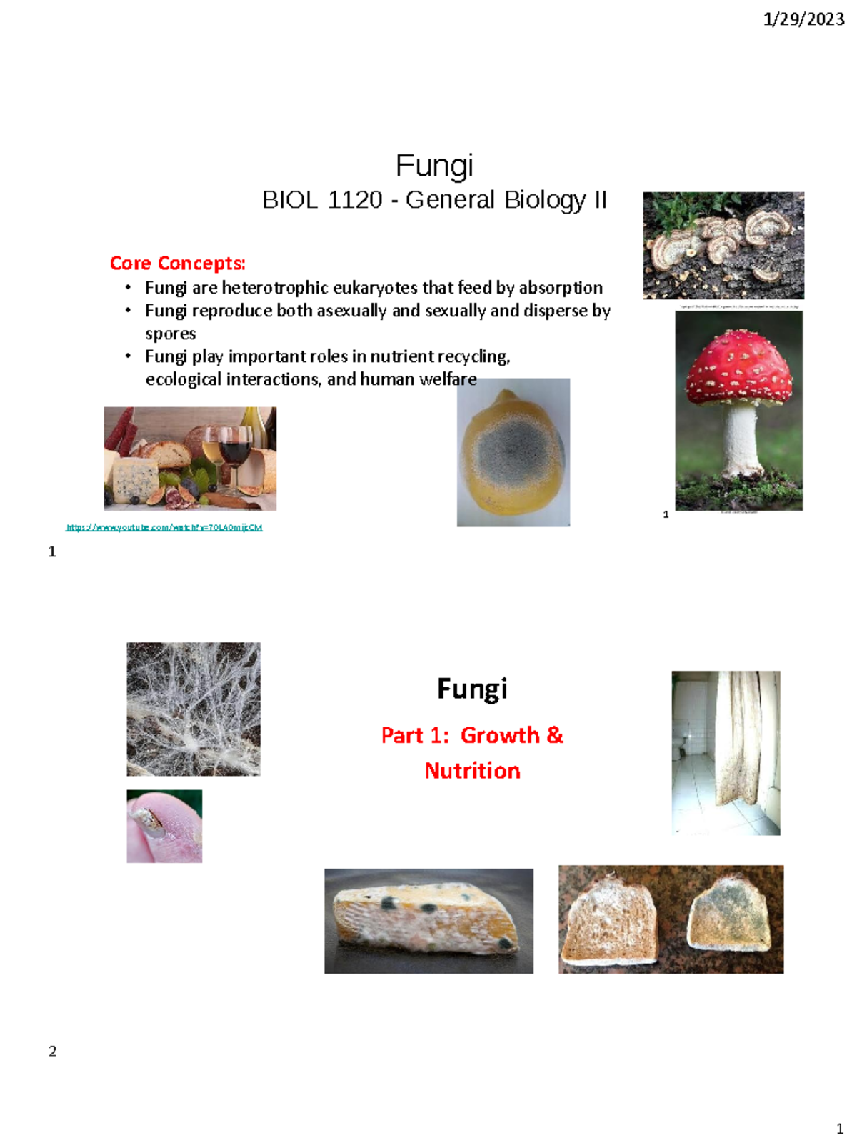 Core Concepts of Fungi - Fungi BIOL 1120 - General Biology II Core ...