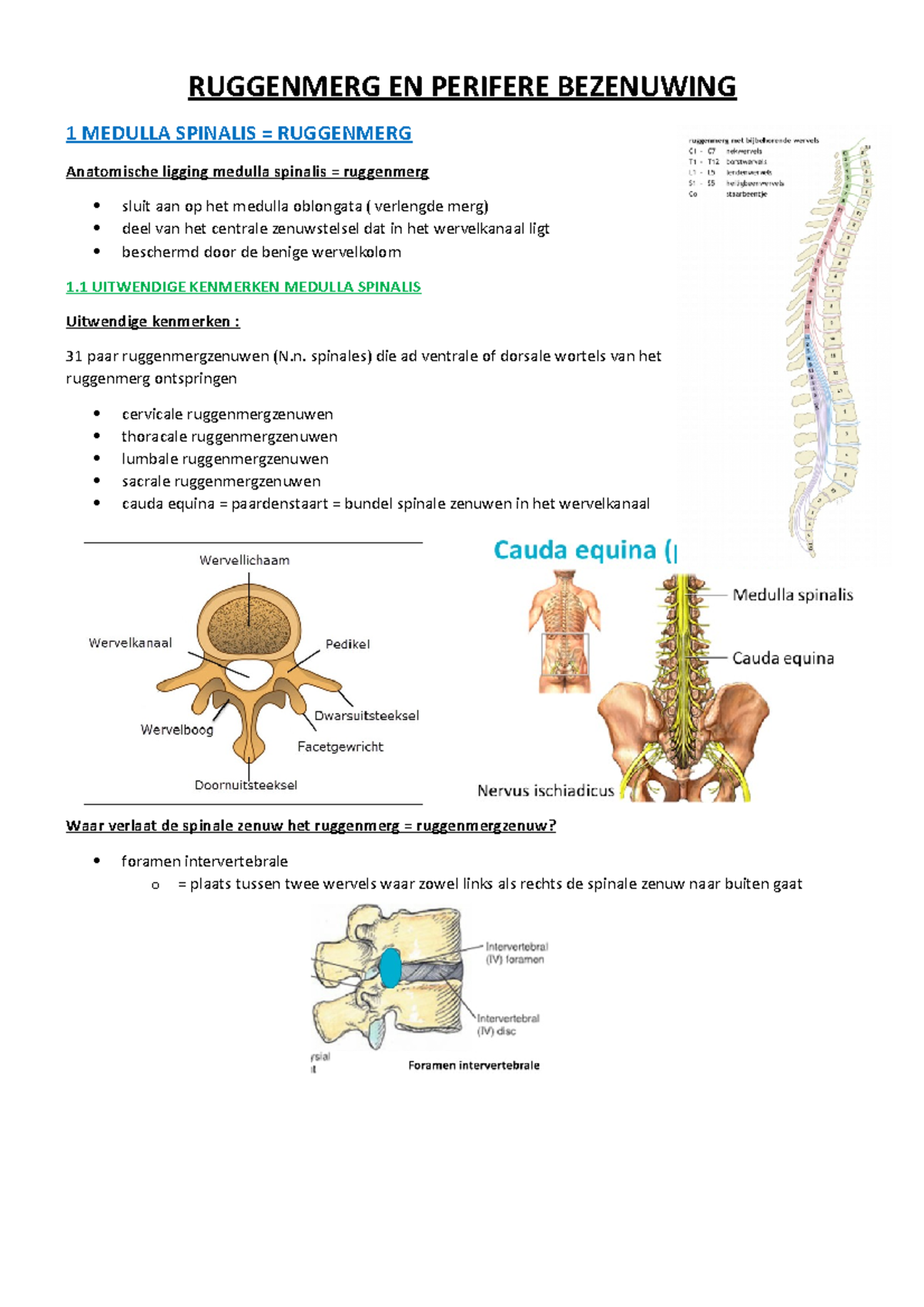 Ruggenmerg EN Perifere Bezenuwing - RUGGENMERG EN PERIFERE BEZENUWING 1 ...