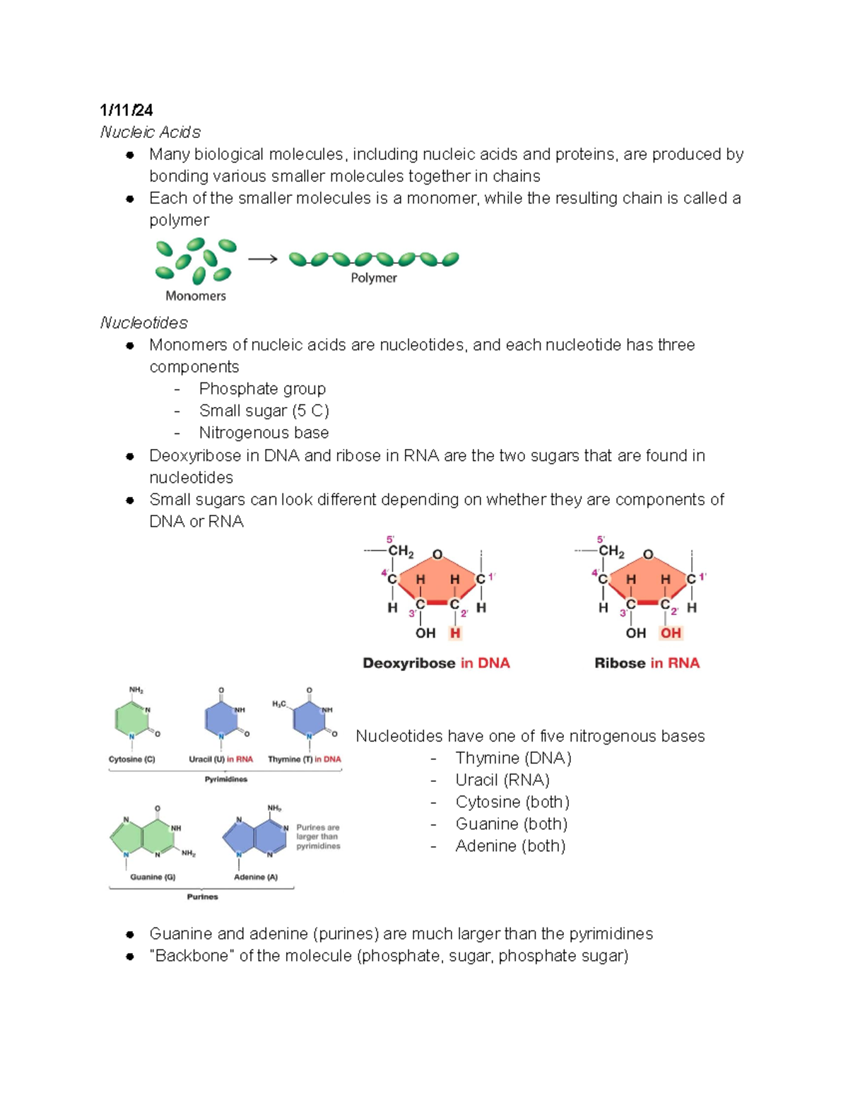 Bio Notes 1107 - 1/11/ Nucleic Acids Many biological molecules ...