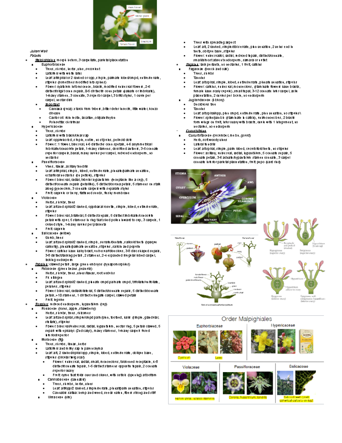 Synopsis 5 fabids and malvids - Julian Wall Fabids Malpighiales: morph ...
