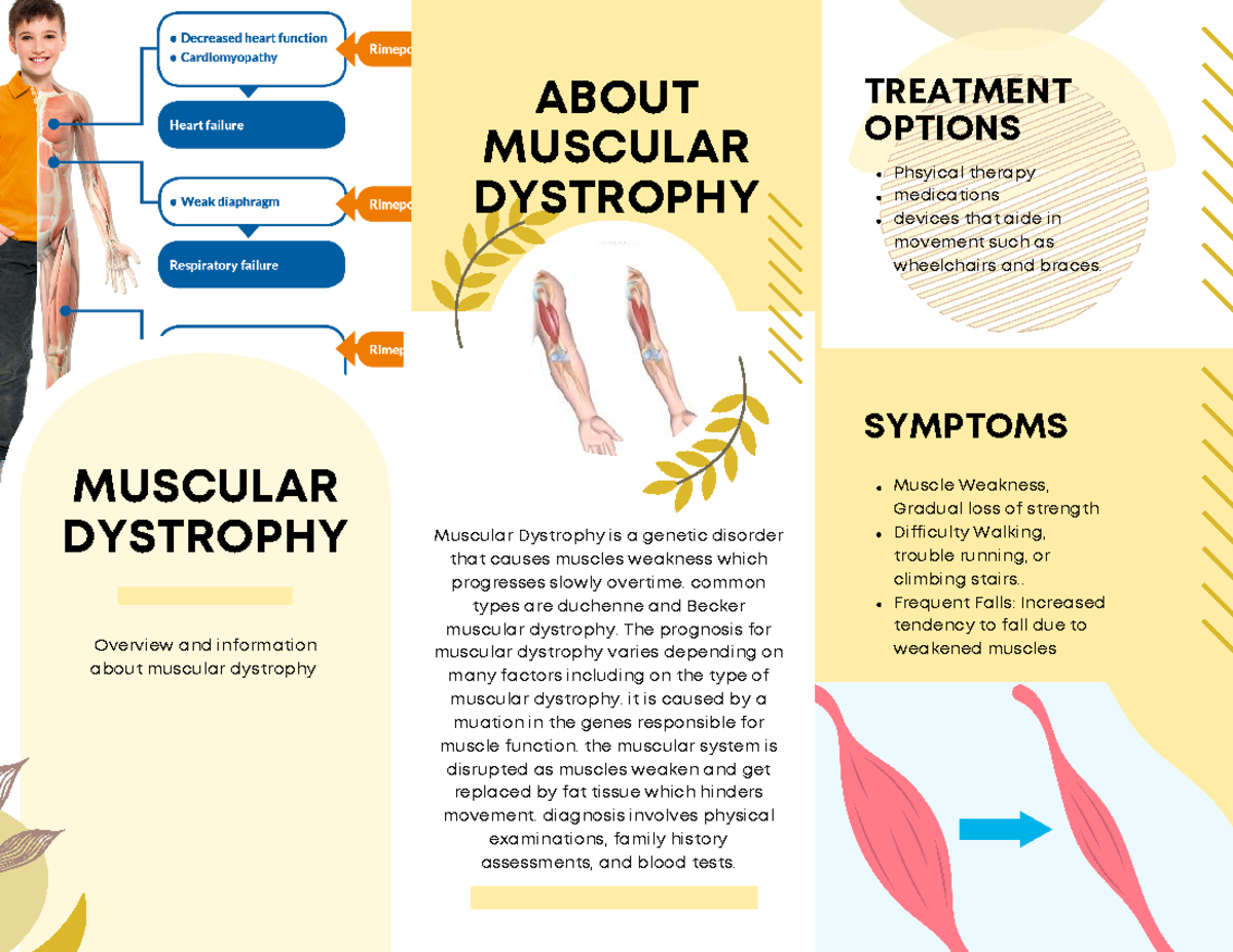 About muscular dystrophy - Muscular Dystrophy is a genetic disorder ...