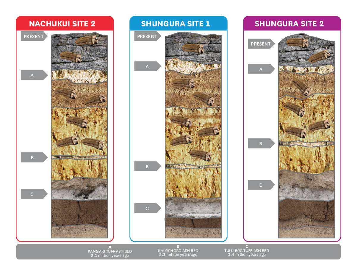 It's a Date Activity – Strata Columns 8 - BIO4100 - PRESENT B C A A B C ...