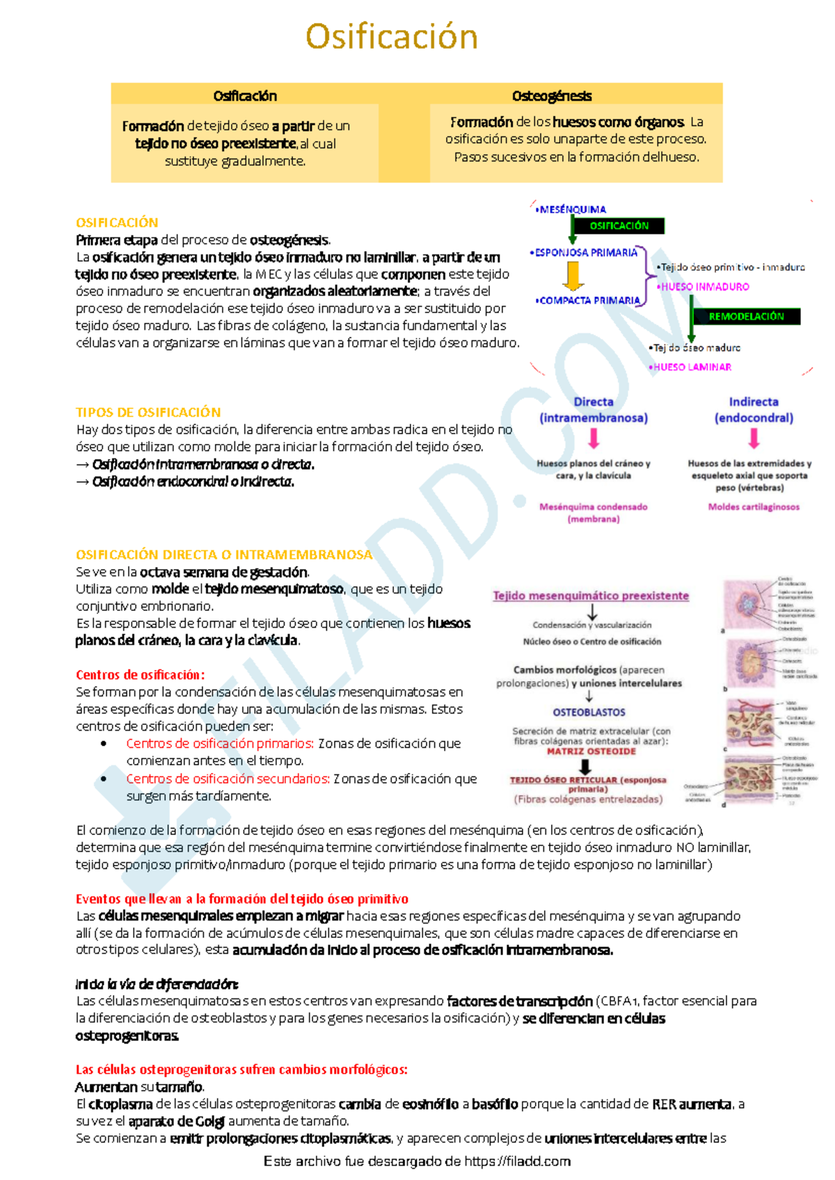 Osificacion - tejido - OSIFICACIÓN Primera etapa del proceso de ...