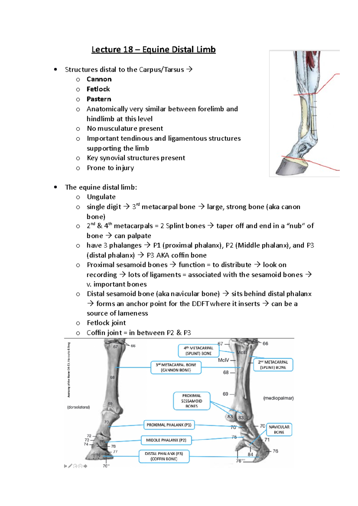 Lecture 18 – Equine Distal Limb - Lecture 18 – Equine Distal Limb ...