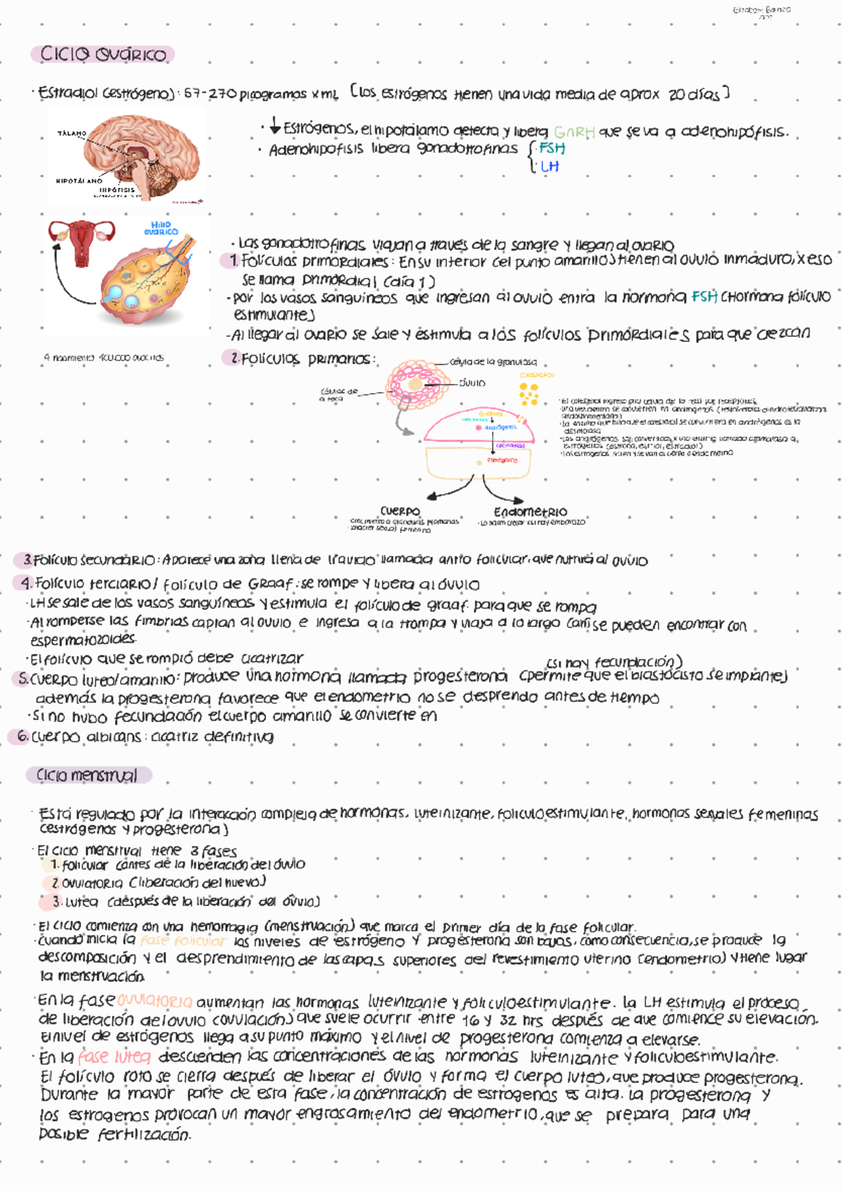 Ciclo Ovarico - Elizabeth Bautista 2101 CICIO OvaRico Estradiol ...