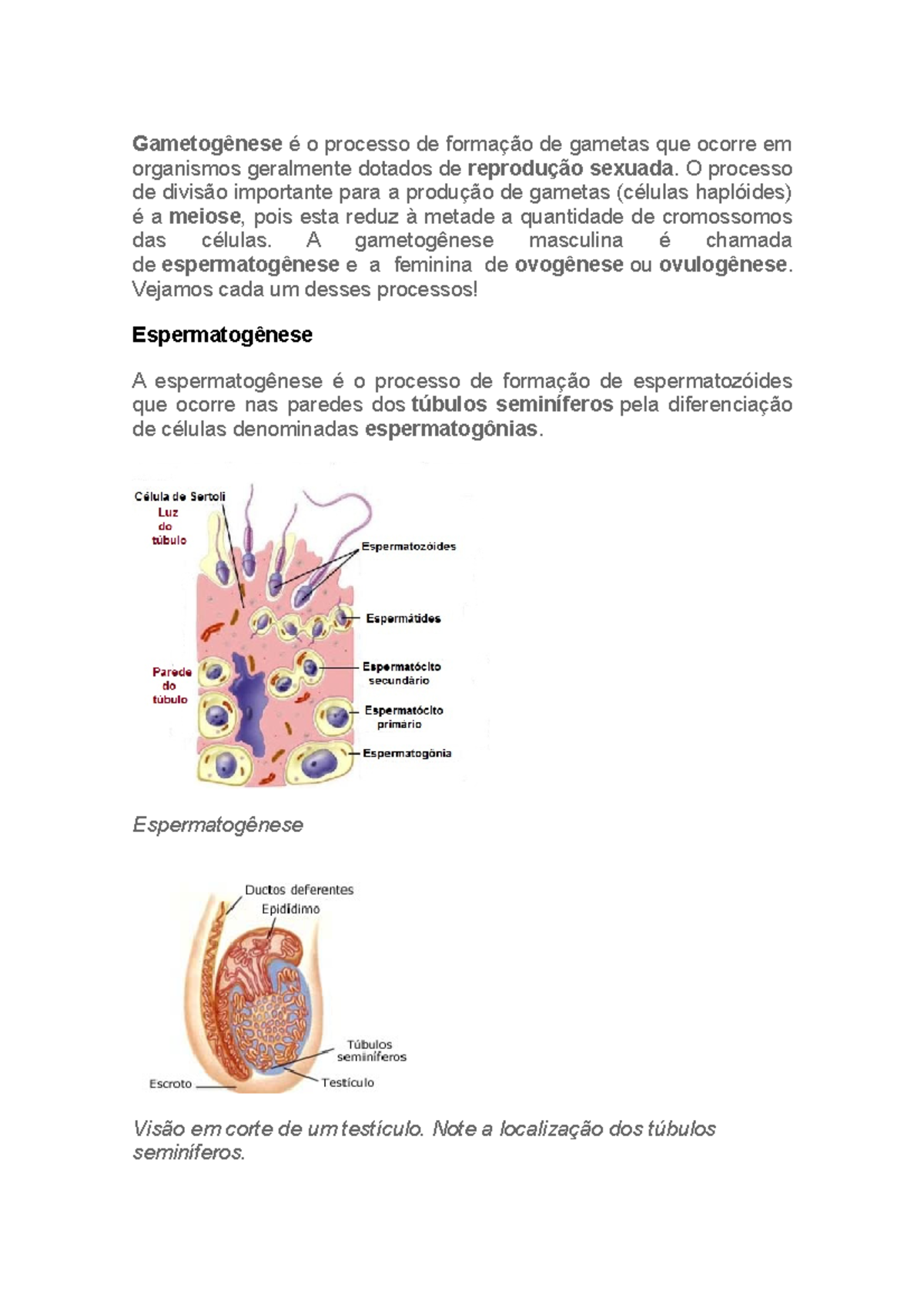 Gametogênese - Gametogênese é o processo de formação de gametas que ...