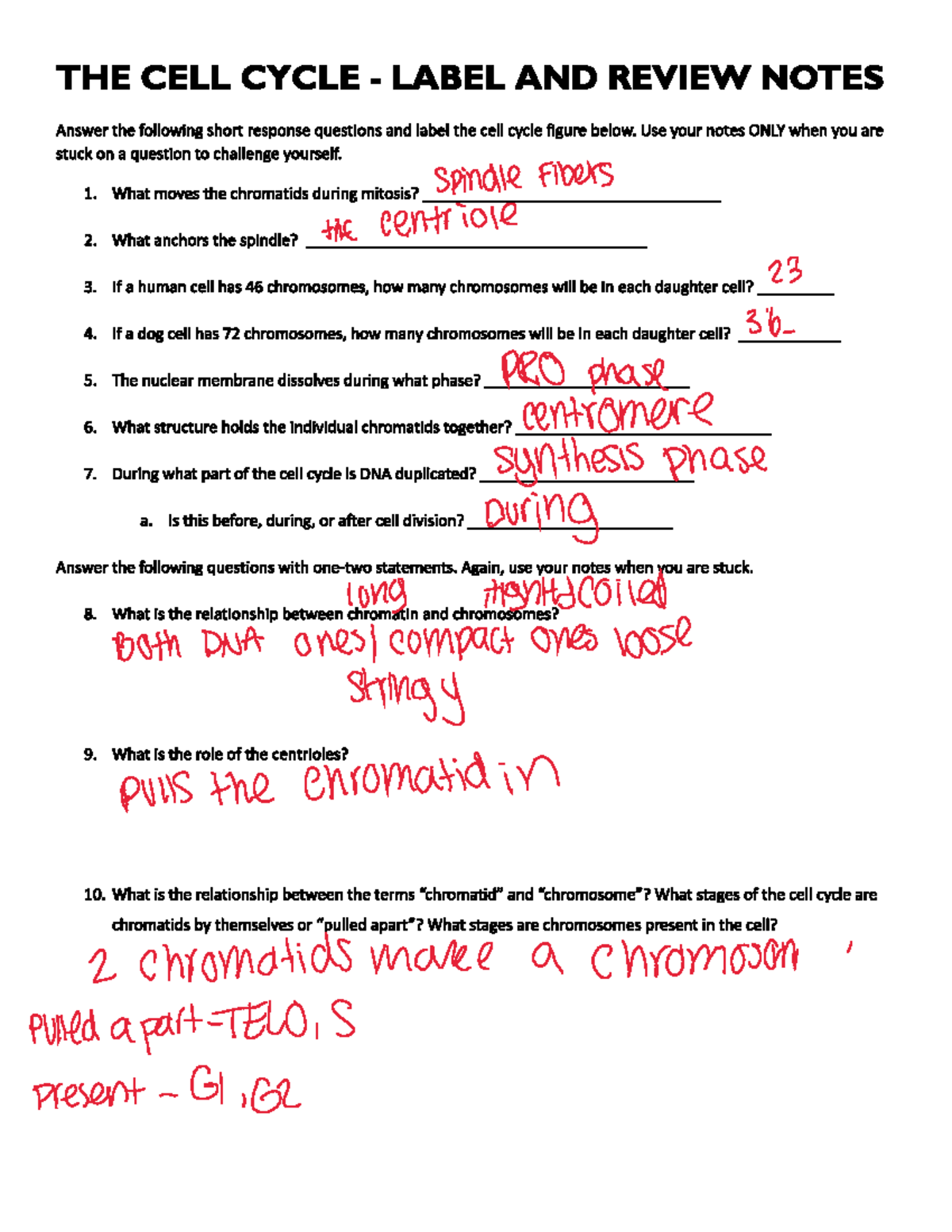 Notes review mitosis - Studocu
