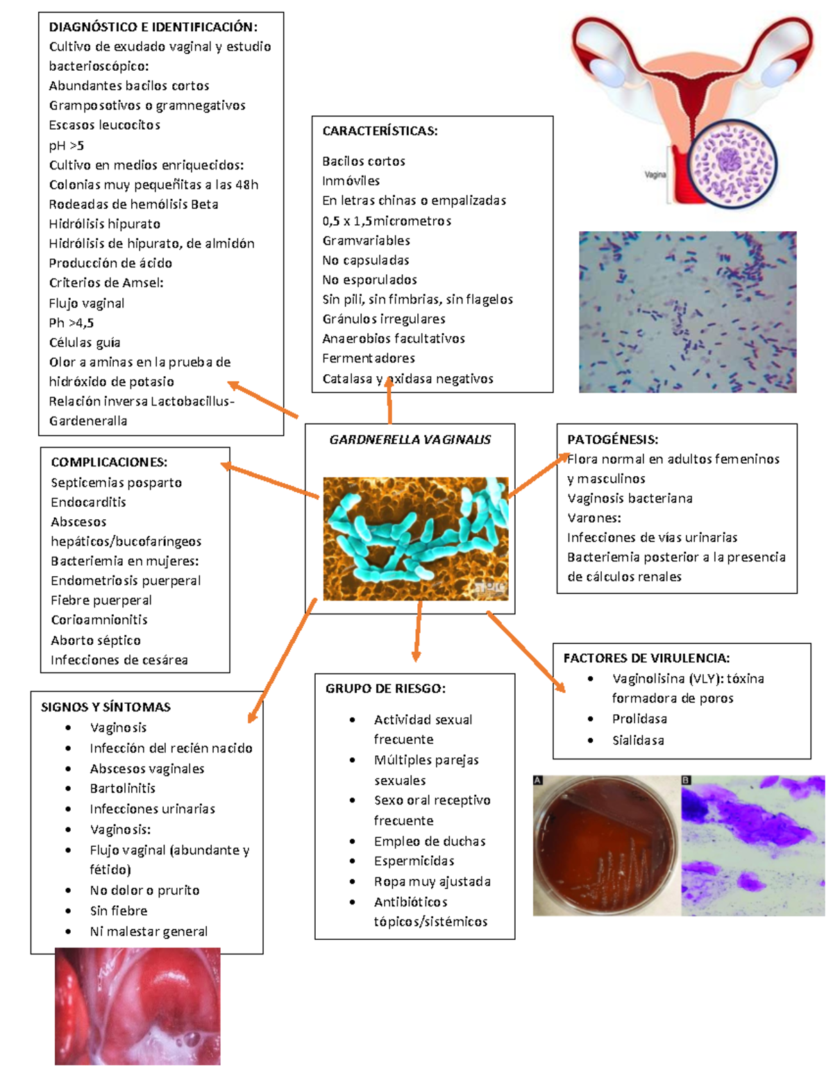 G. vaginalis - Exposición - GARDNERELLA VAGINALIS PATOGÉNESIS: Flora normal en adultos femeninos ...