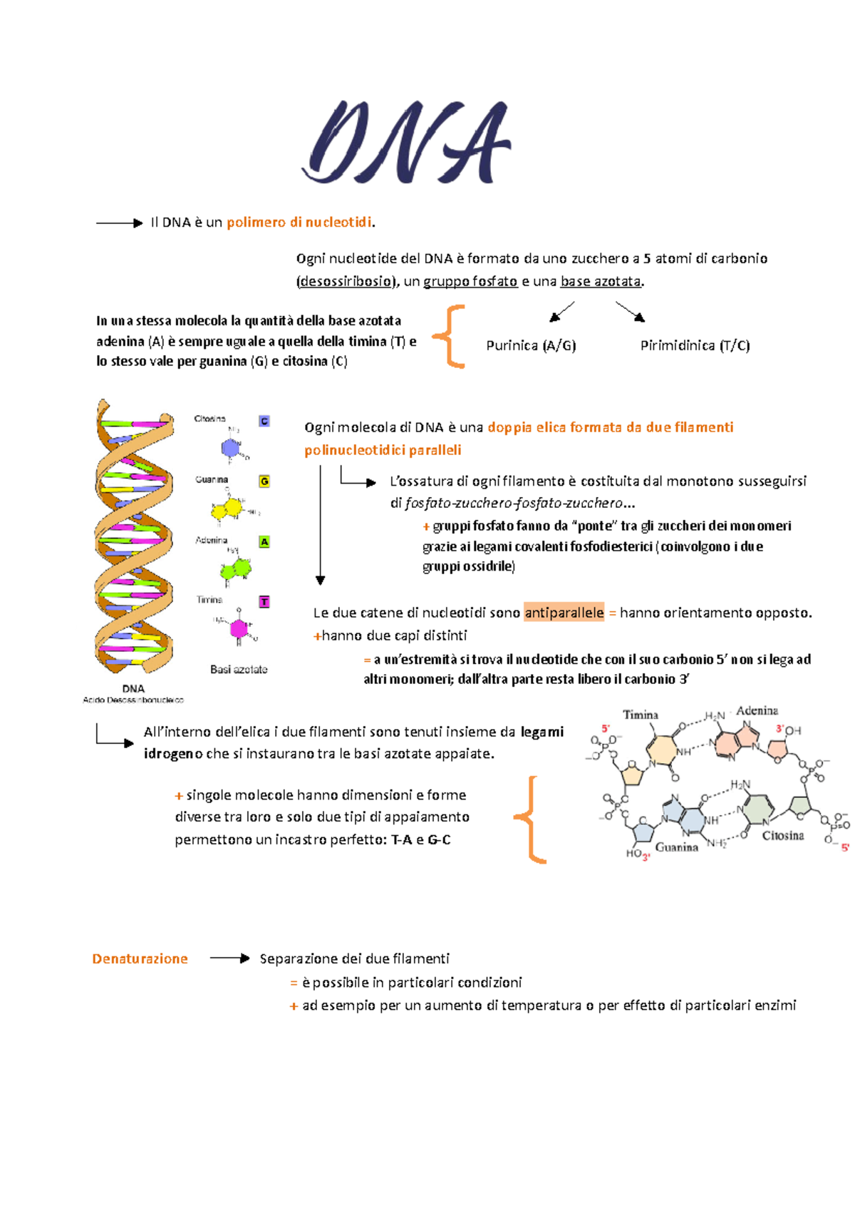Il DNA - Appunti schematici sul DNA. - Il DNA è un polimero di nucleotidi. Ogni nucleotide del ...