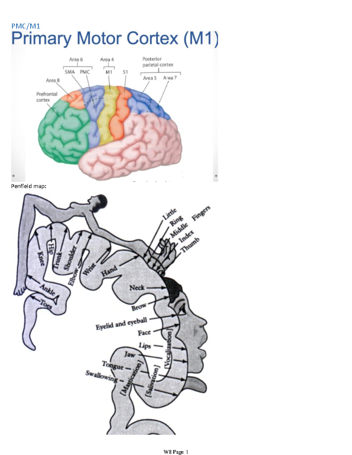 Week 8 Motor Control - Fischer-Baum 2021 - PMC/M Penfield map: Diff pts of body correspond to ...