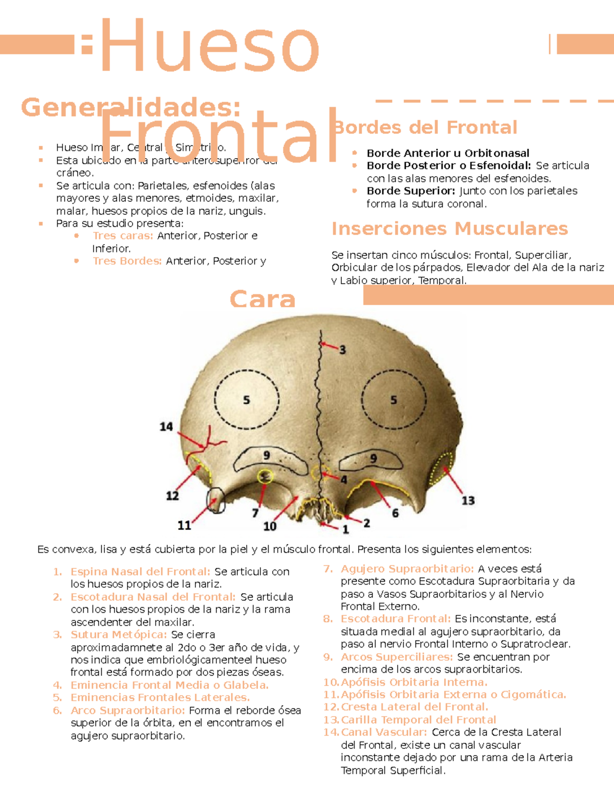 Huesos del Cráneo - Cara anterior Hueso Frontal Generalidades: Hueso ...