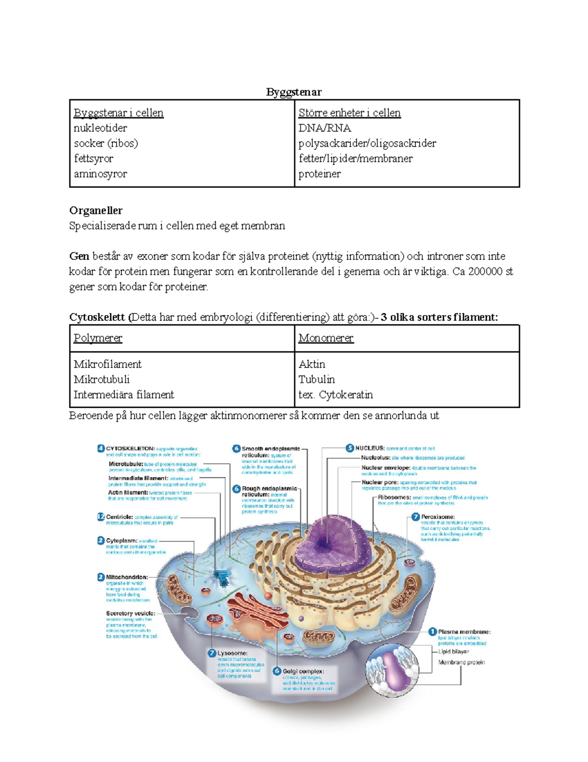 Cellbiologi - Anteckningar - Byggstenar Byggstenar i cellen nukleotider ...