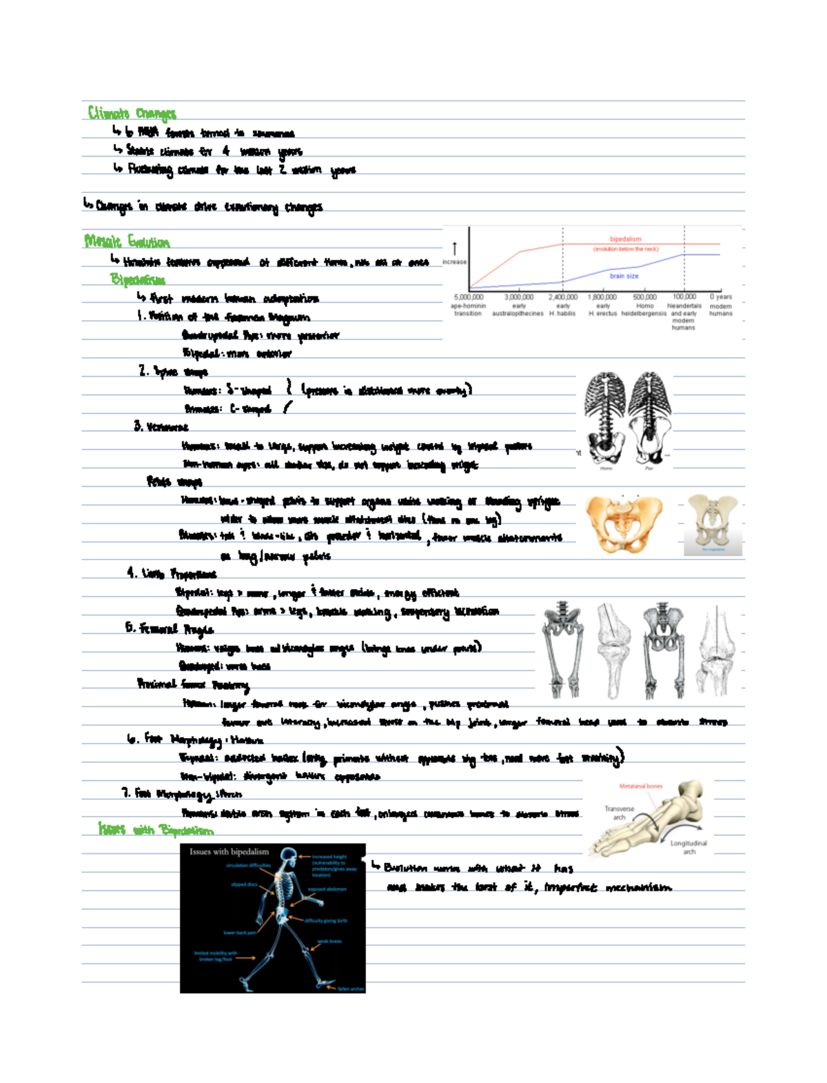 Big Events in Human Evolution and Bipedalism - Climate changes 6 MYA ...