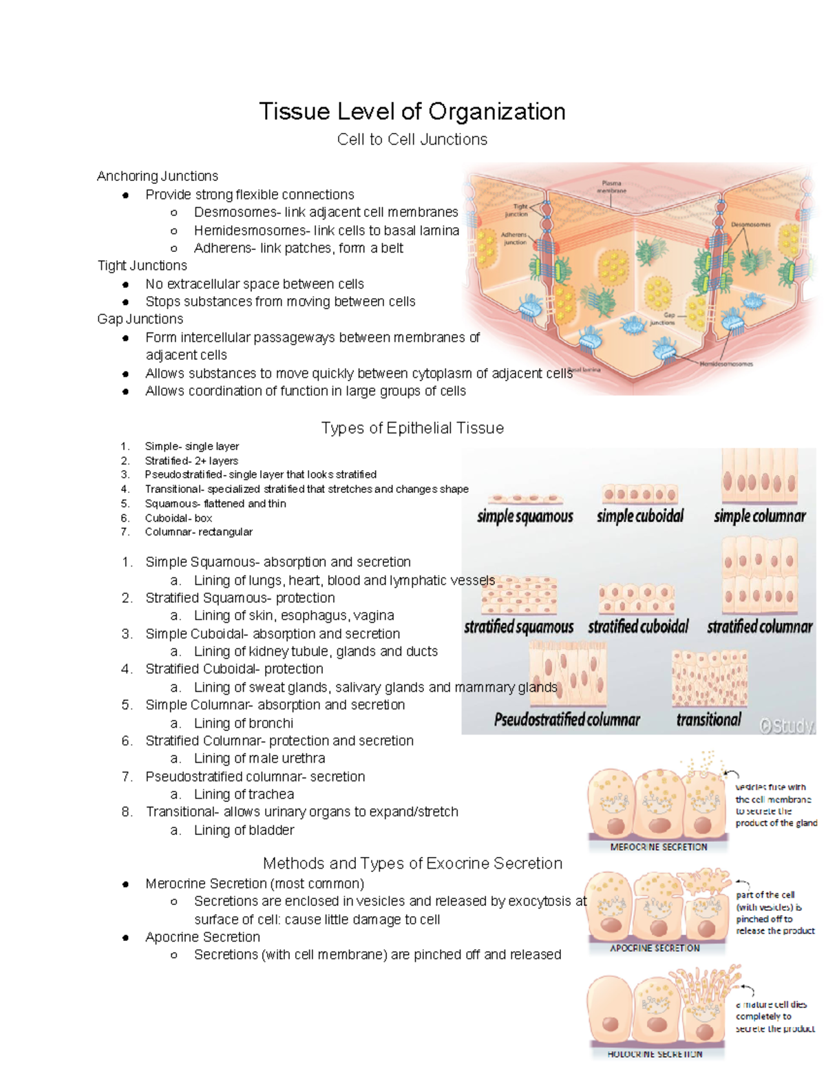 Tissue level of organization - Tissue Level of Organization Cell to ...